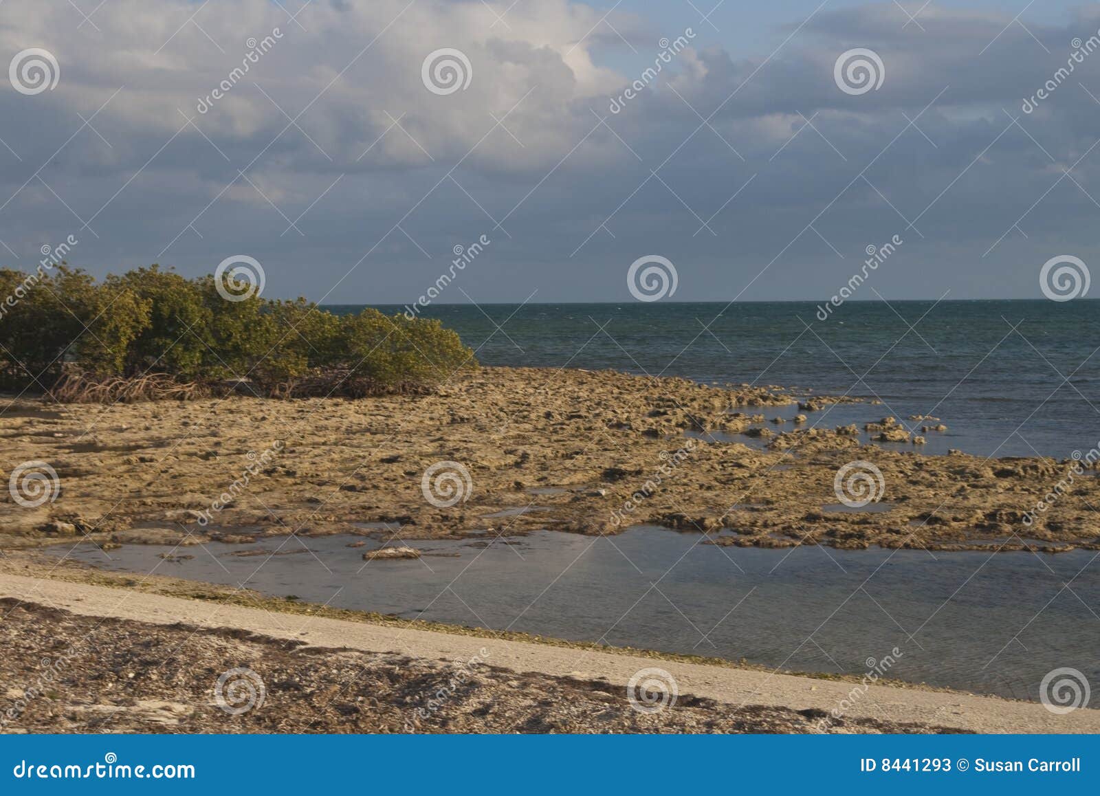 Coral Beach in Florida Keys Stock Image - Image of florida, outdoor ...