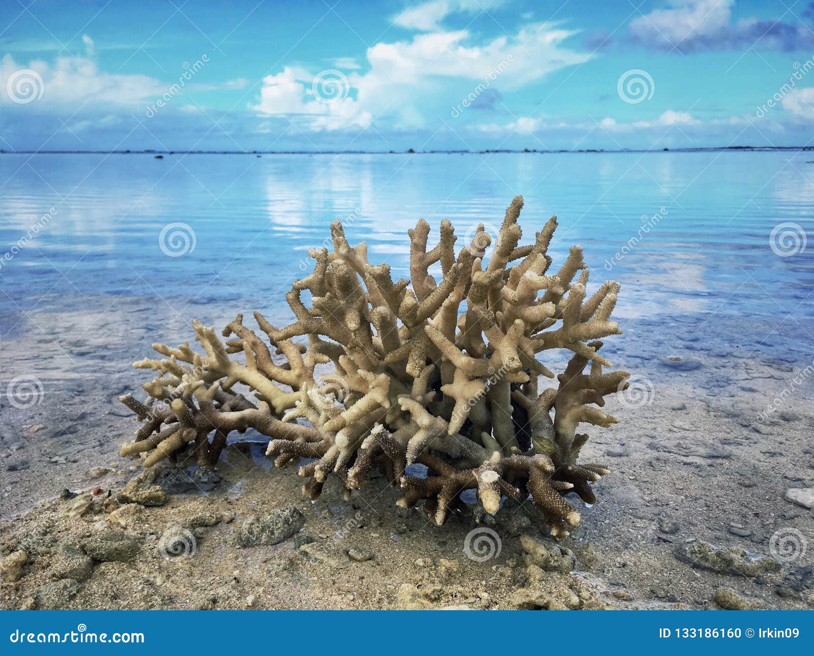 Coral on a beach stock photo. Image of marine, pacific - 133186160