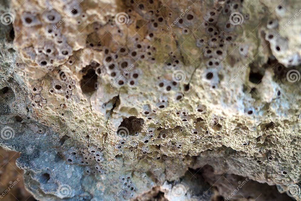Coral Rock Texture Background. Rock Texture Stock Photo - Image of blue ...