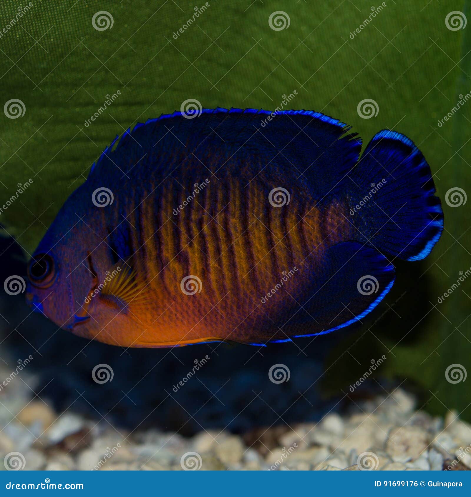 Coral Beauty Angelfish stock foto. Image of koraal, zorg - 91699176