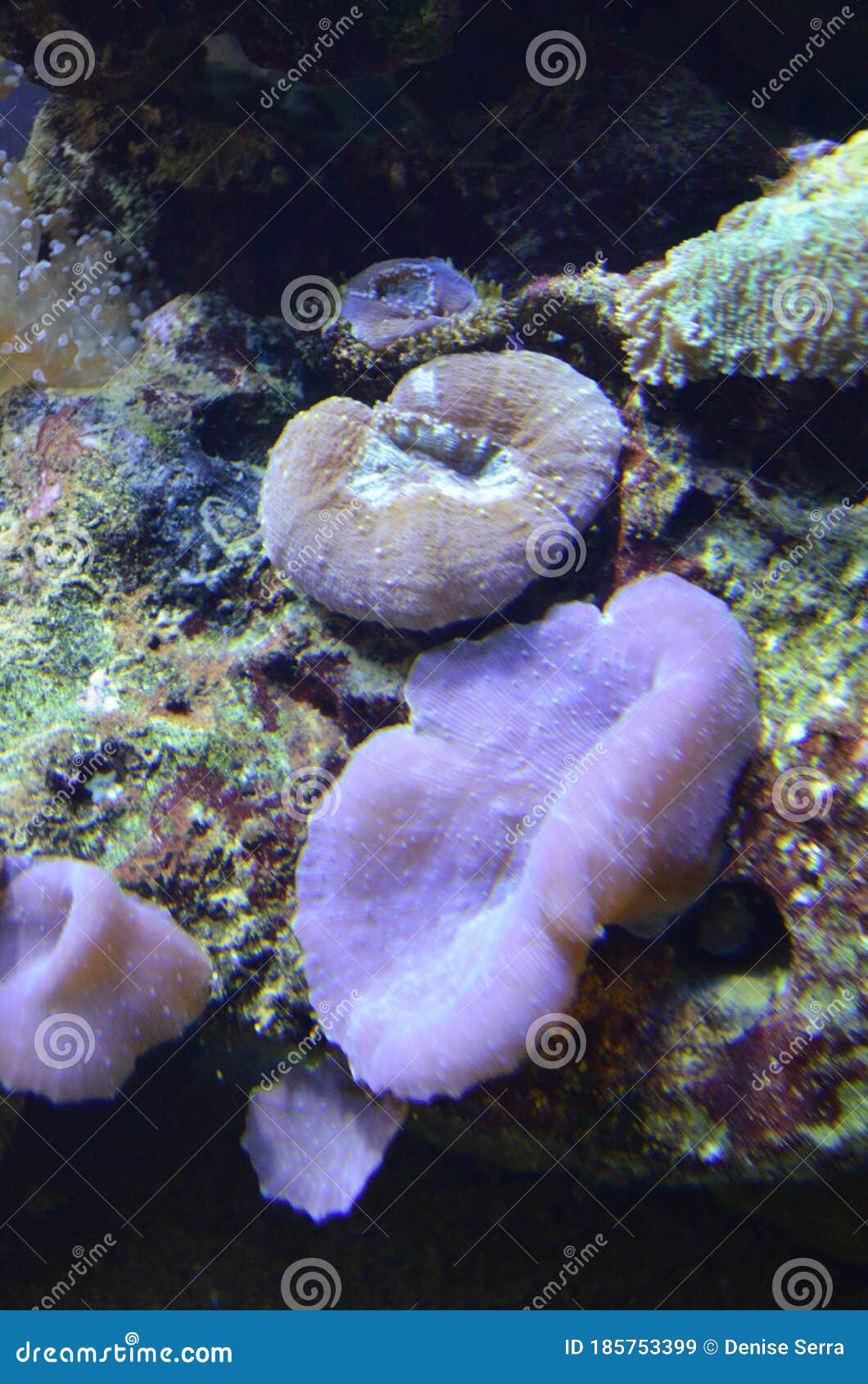 Coral in the Berlin Aquarium, Germany Stock Image - Image of aqua ...