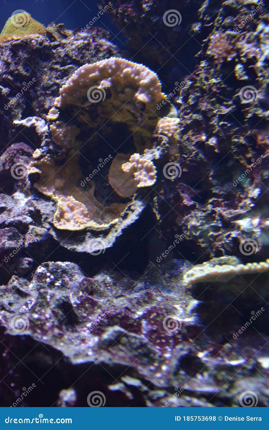 Coral in the Berlin Aquarium, Germany Stock Photo - Image of fauna ...
