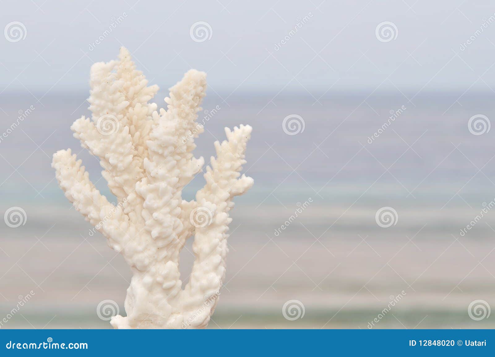 Coral blanco foto de archivo. Imagen de océano, coral - 12848020