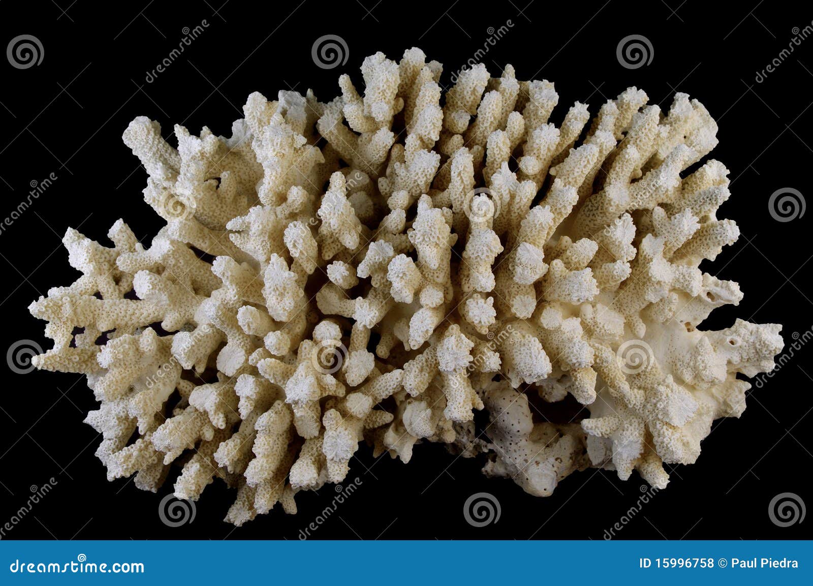 Coral blanco foto de archivo. Imagen de crezca, fondo - 15996758