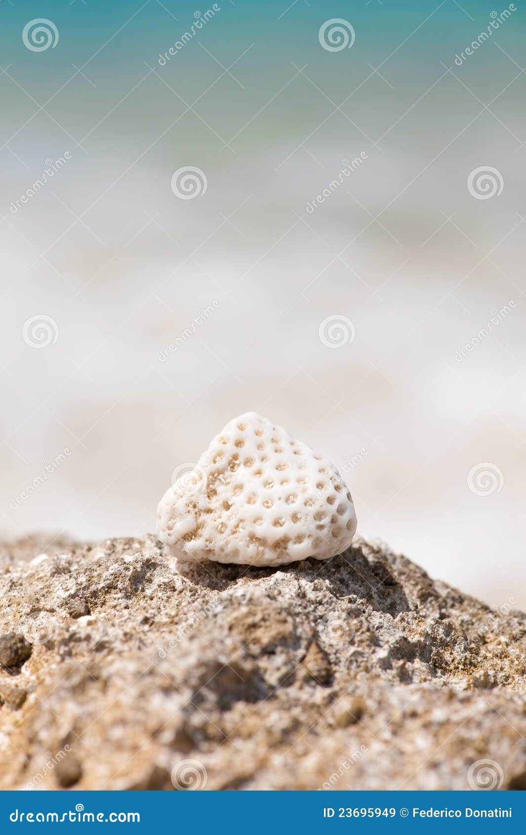 Coral blanco imagen de archivo. Imagen de agua, detalle - 23695949