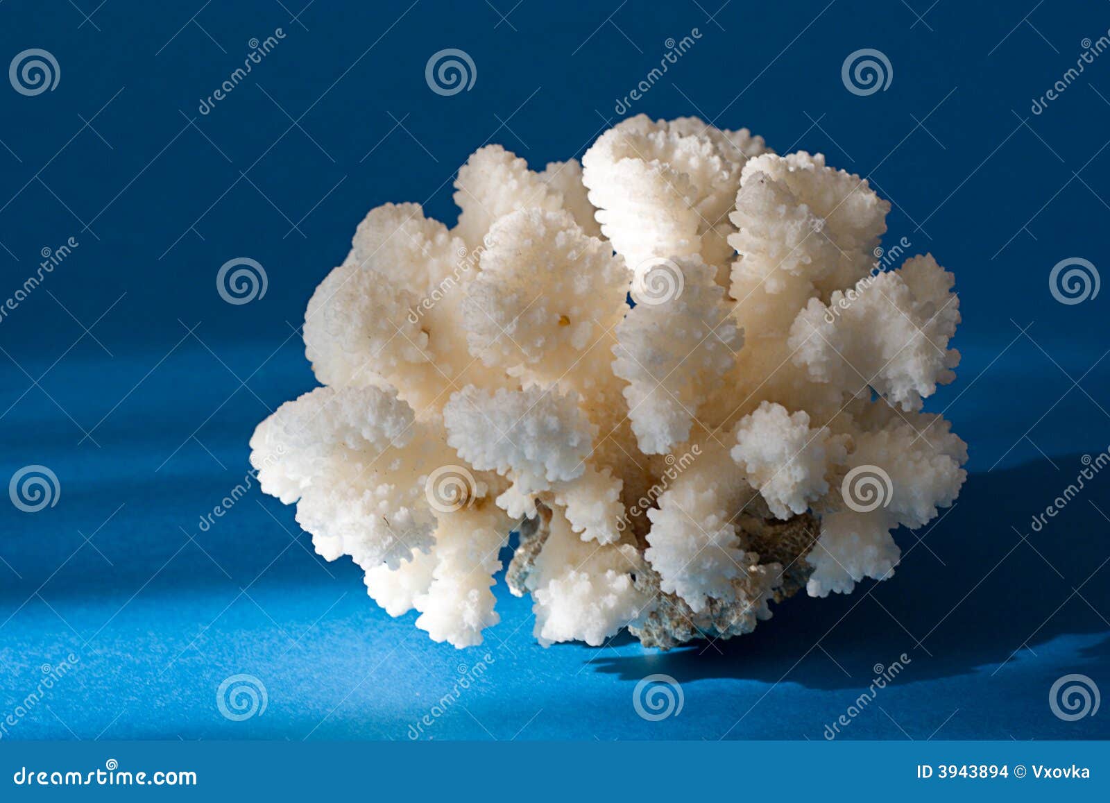 Coral blanco foto de archivo. Imagen de azul, coral, sunbeam - 3943894