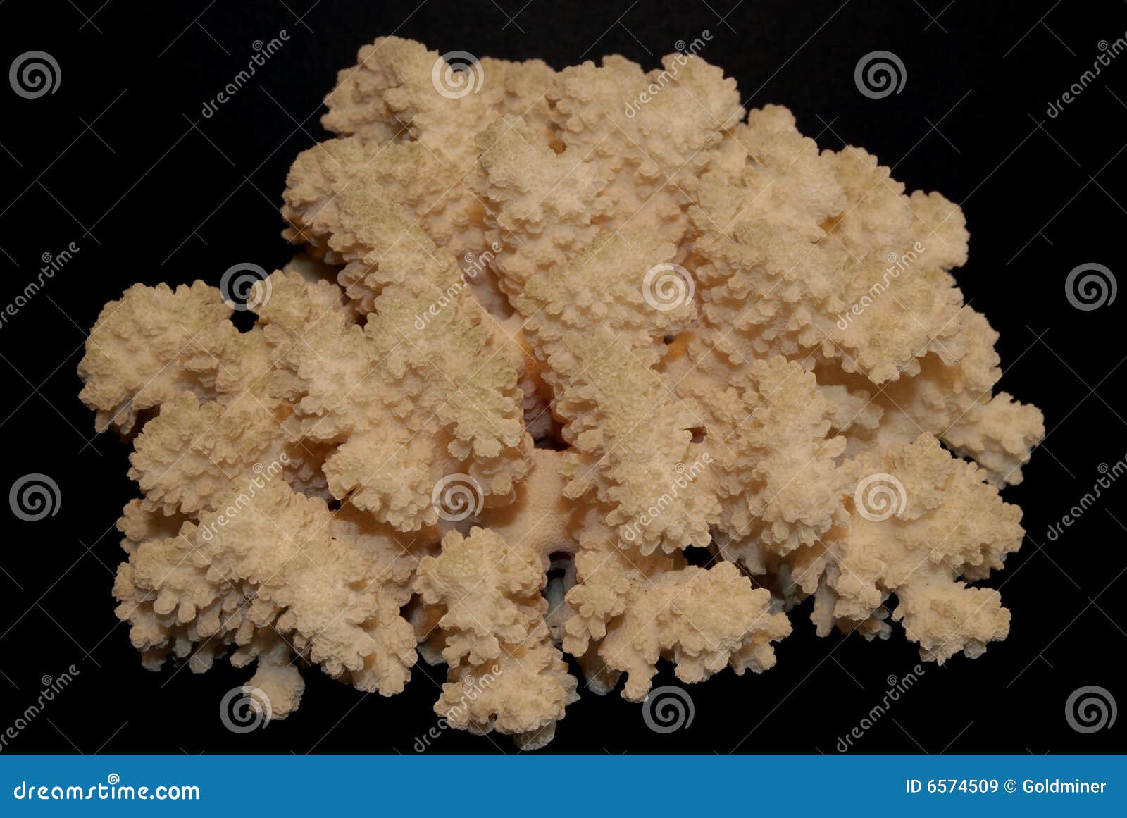 Coral blanco imagen de archivo. Imagen de negro, egipto - 6574509