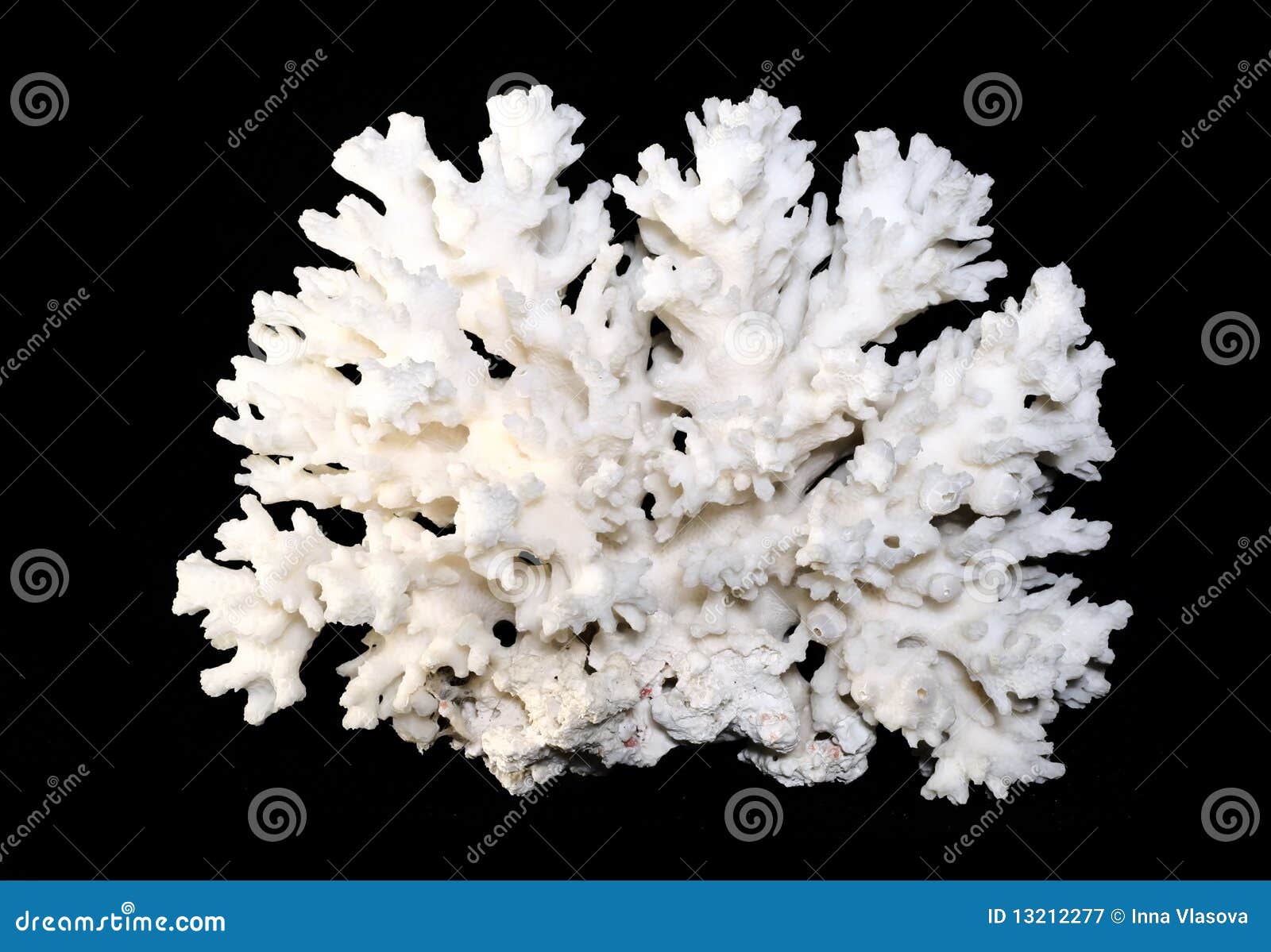 Coral blanco aislado imagen de archivo. Imagen de cubo - 13212277