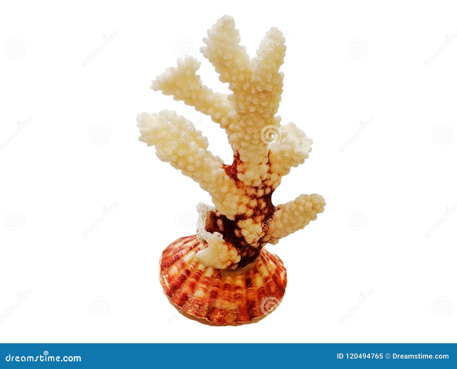 Coral Blanco En El Fondo Blanco Imagen de archivo - Imagen de blanco ...