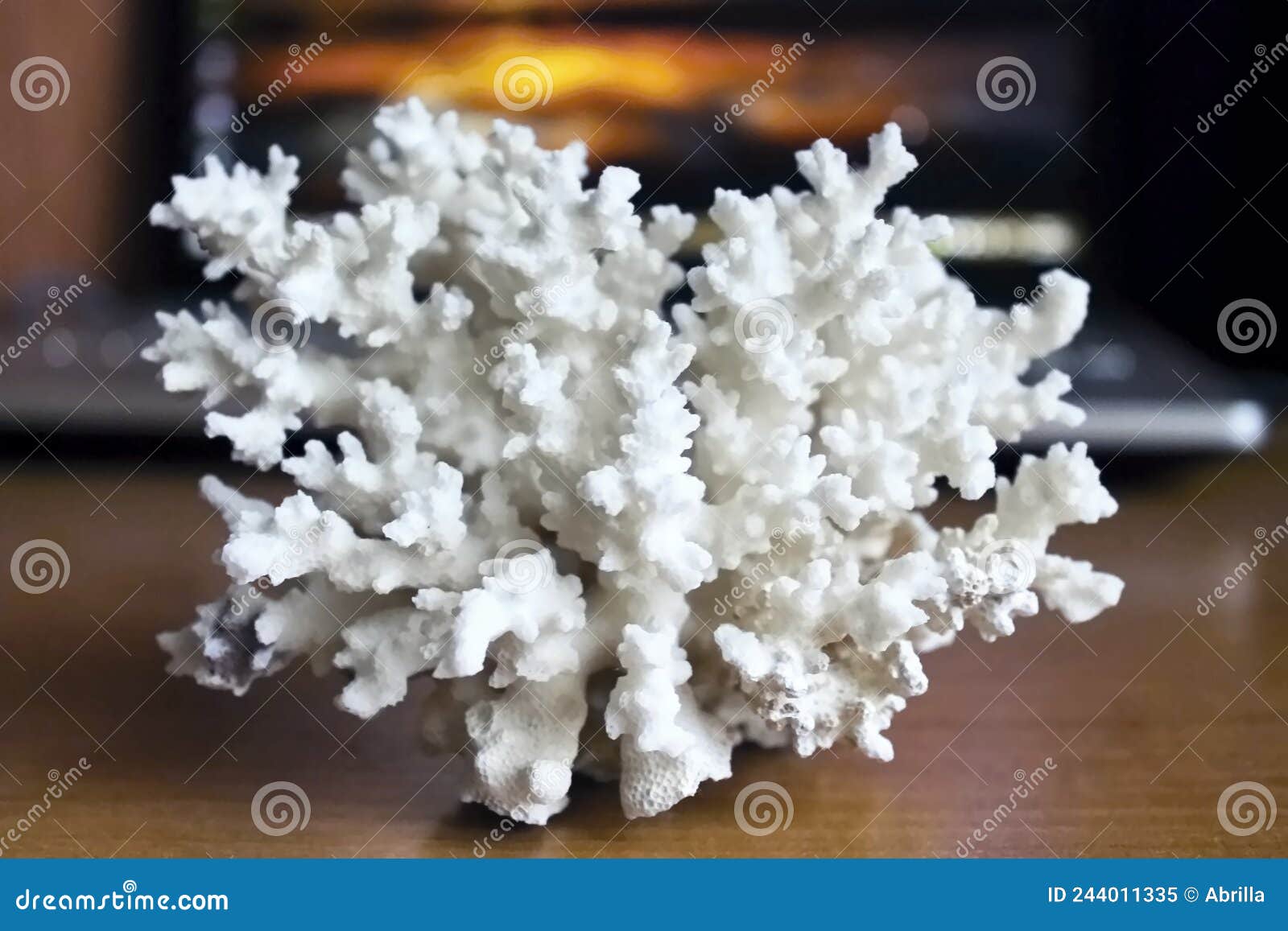 Coral Blanco En El Interior Imagen de archivo - Imagen de fauna, cubo ...