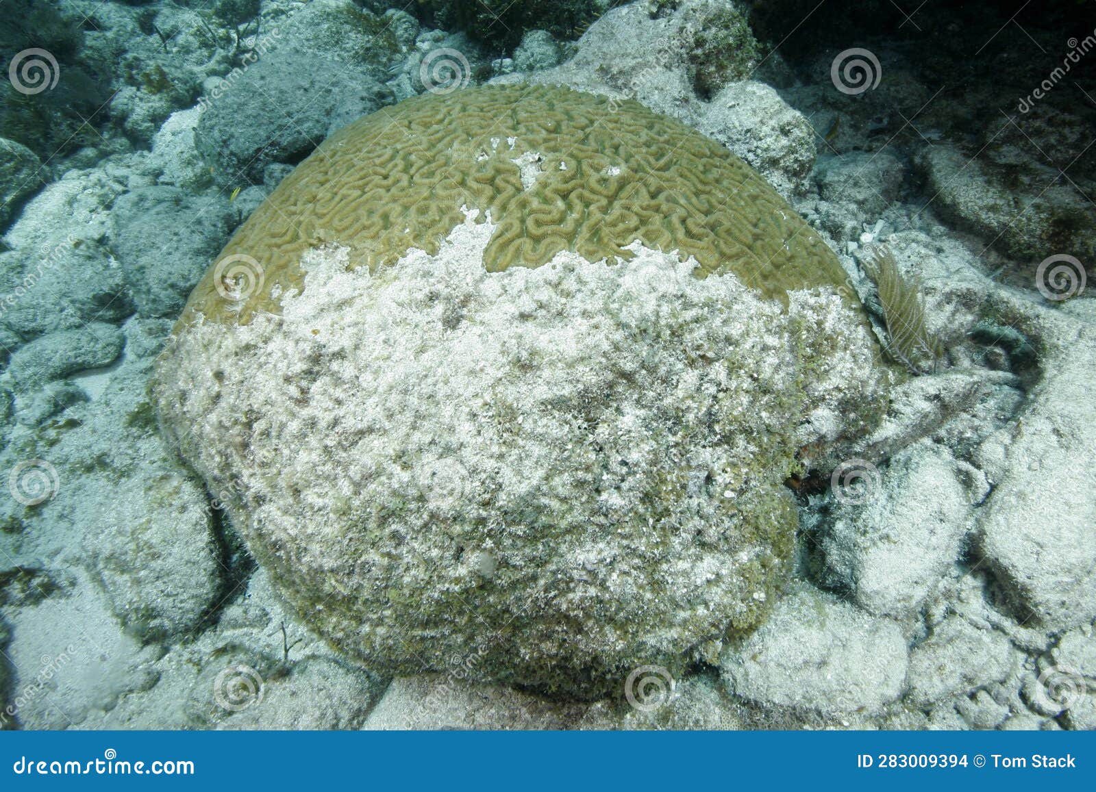 Coral Bleaching Underwater in the Florida Keys Stock Photo - Image of ...