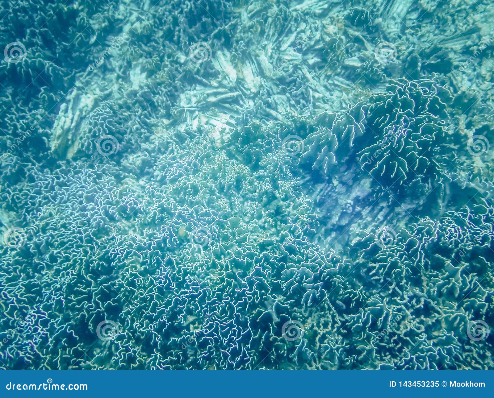 Coral Bleaching. Graveyard of the Dead Coral Reef. Soft Focus ...