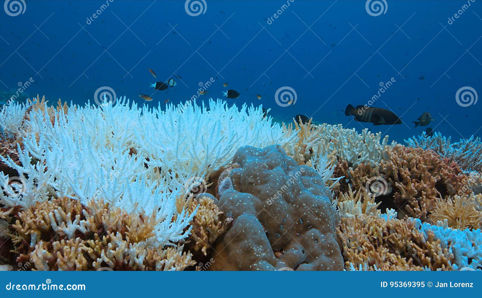 Coral bleaching stock image. Image of bannerfish, philippines - 95369395