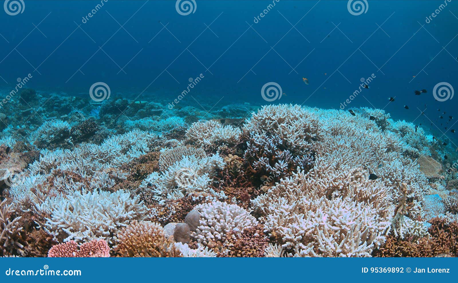 As Temperatures Rise And Summer Heats Up Corn Stalks Tower High ...