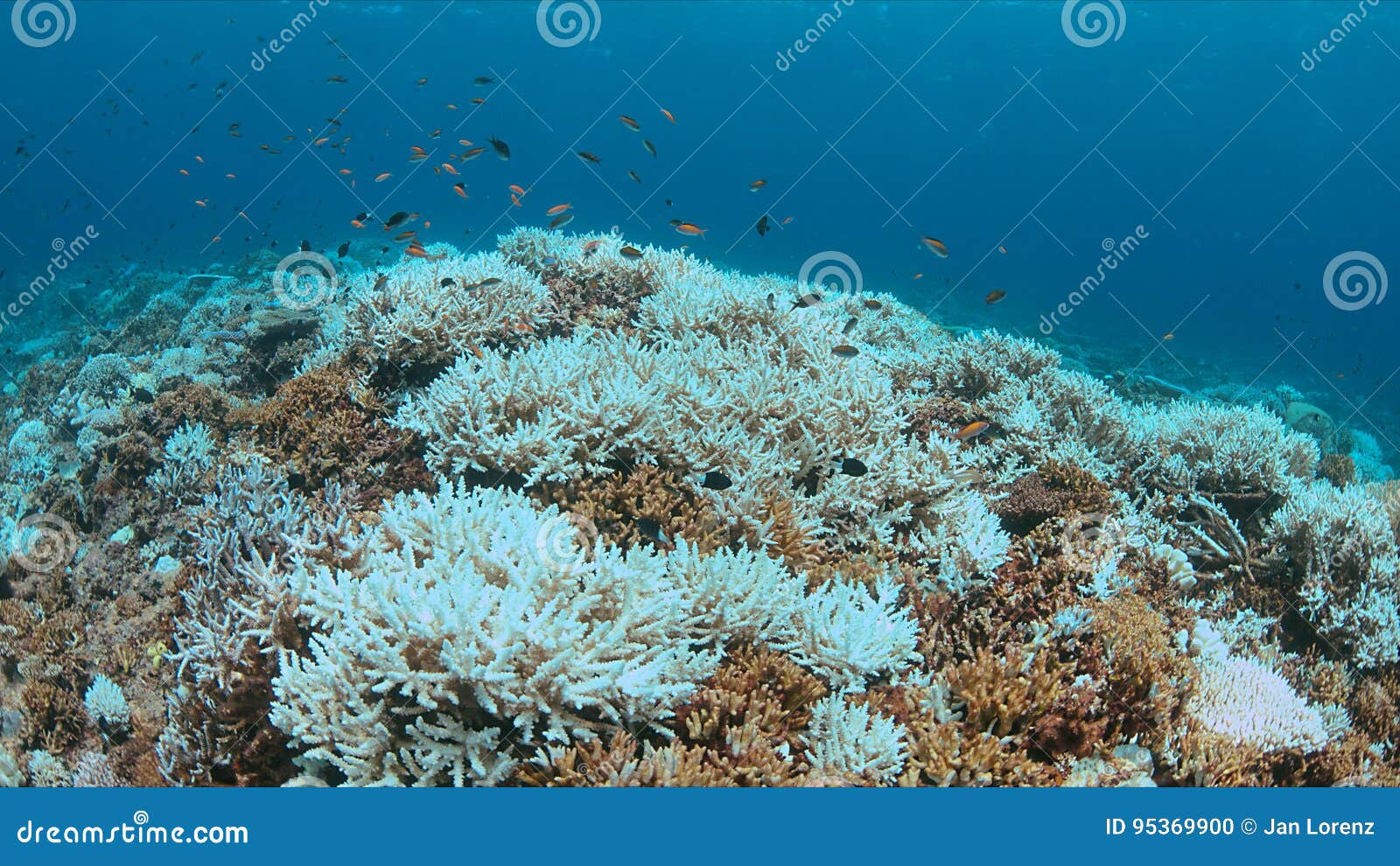 As Temperatures Rise And Summer Heats Up Corn Stalks Tower High ...