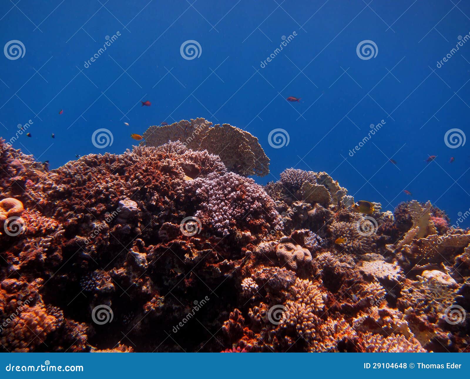 Coral and blue background stock photo. Image of colorful - 29104648