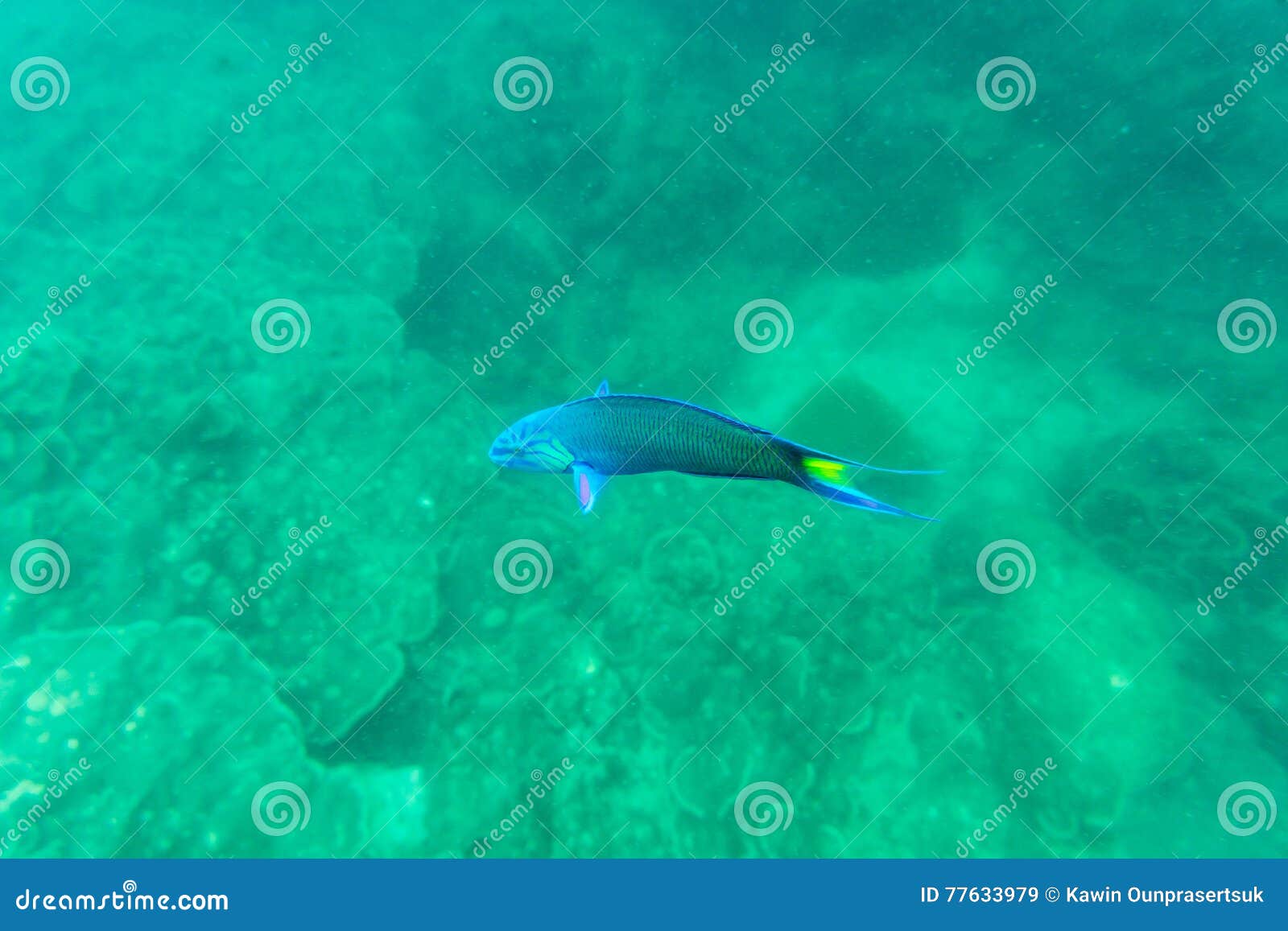 Coral blue and green fish stock image. Image of coral - 77633979