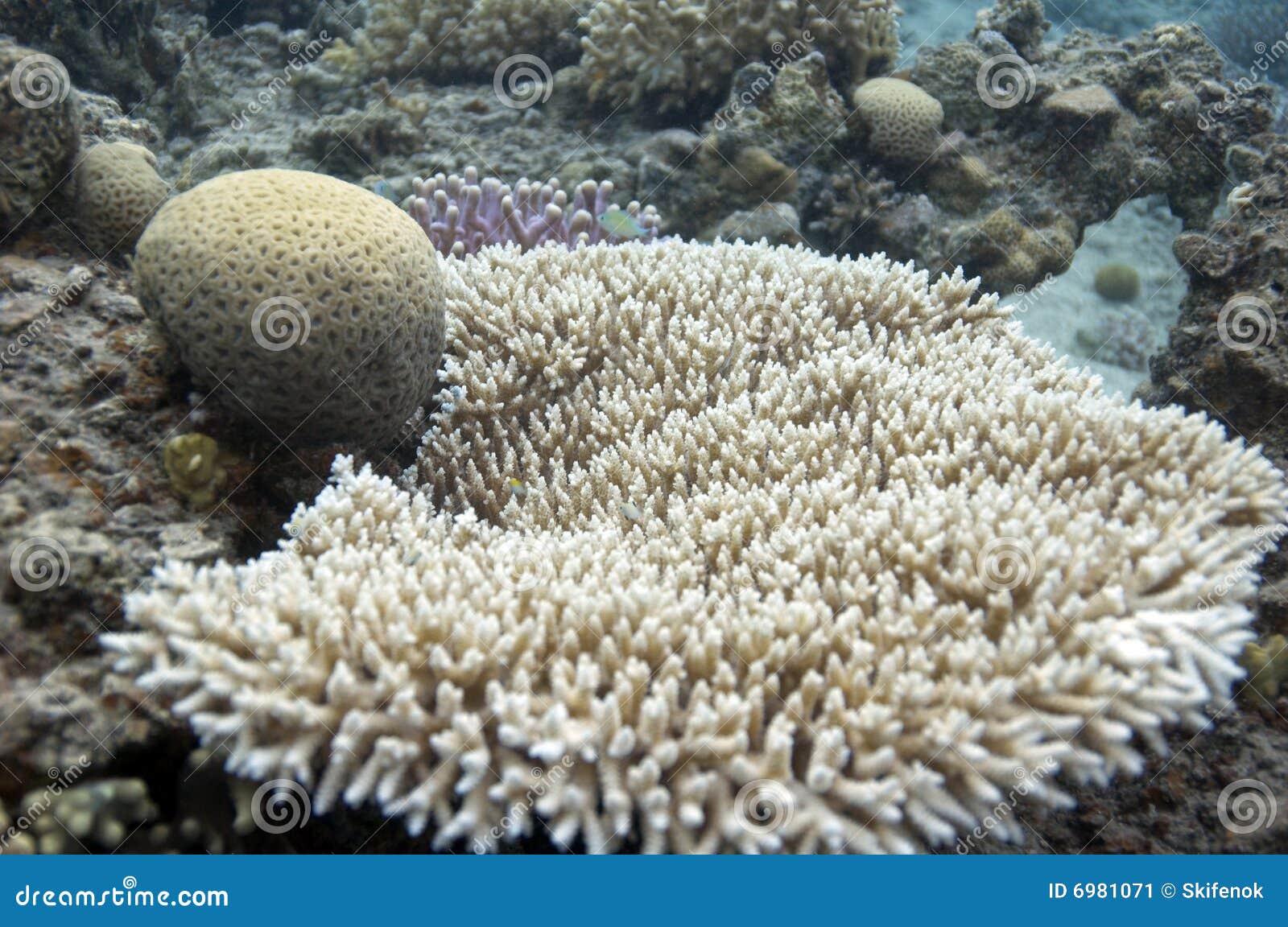 Coral bush stock image. Image of ocean, vacation, warm - 6981071