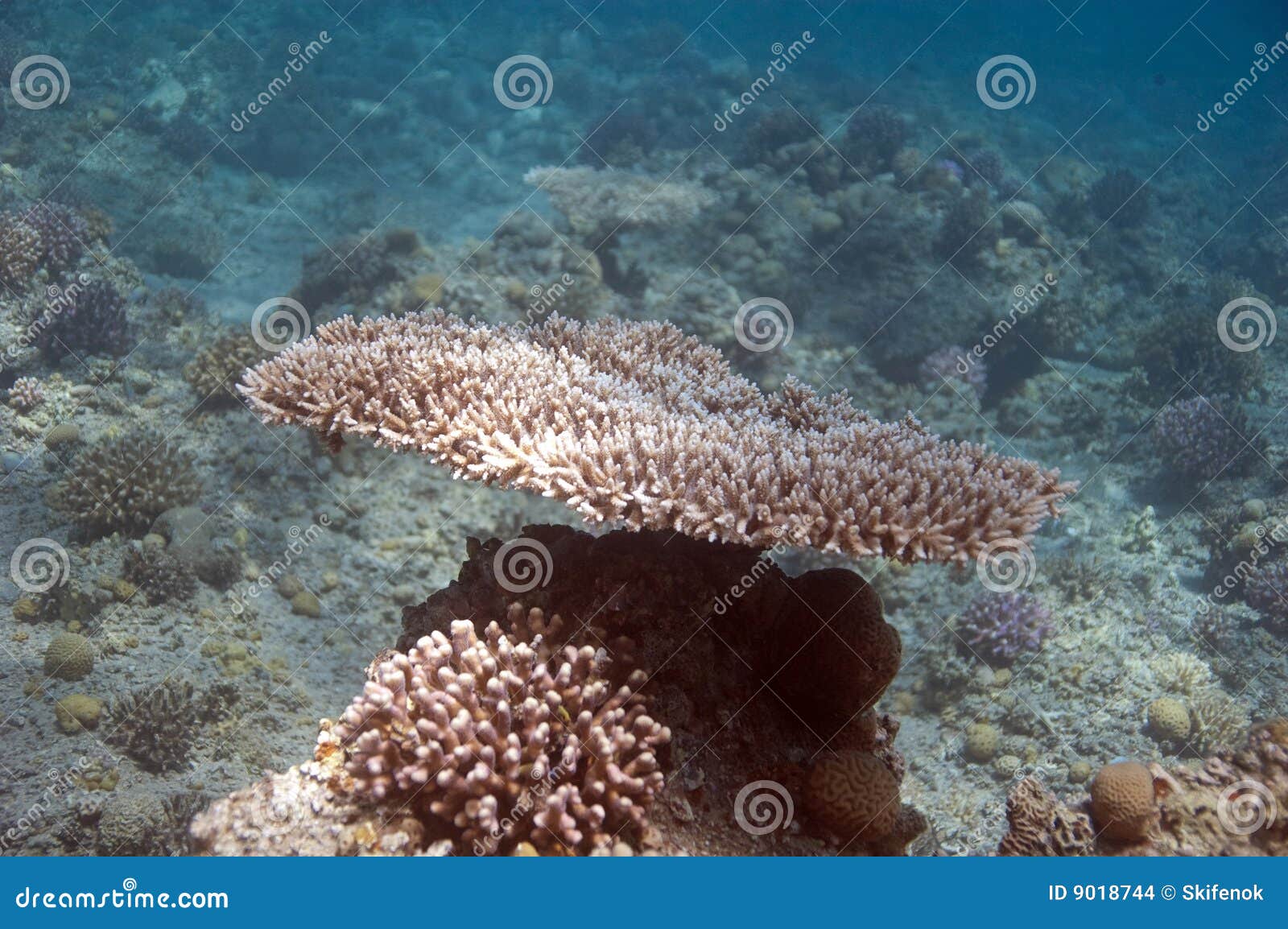 Coral bush stock photo. Image of nature, plant, taba, tropic - 9018744