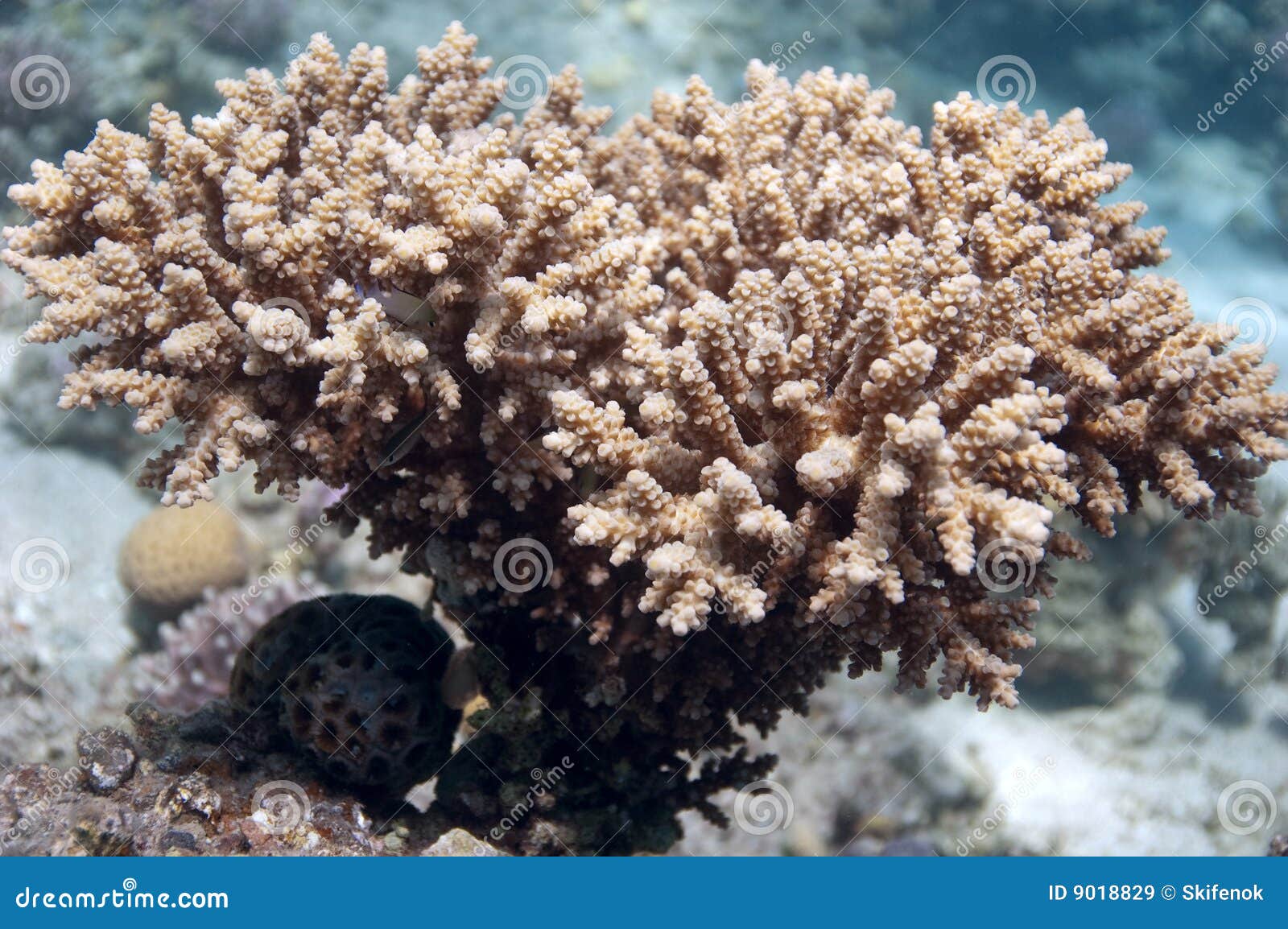 Coral bush stock image. Image of warm, tropic, nature - 9018829