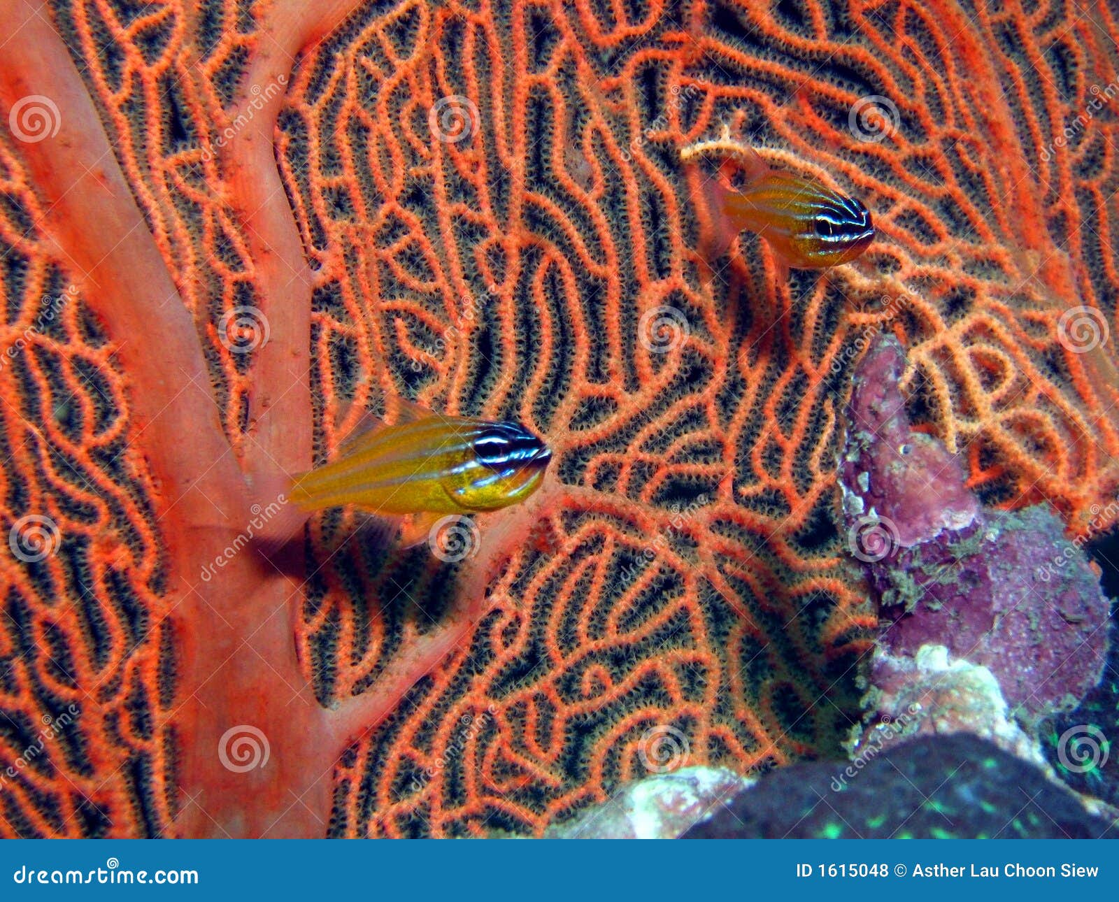 747 Coral Cardinalfish Stock Photos - Free & Royalty-Free Stock Photos ...