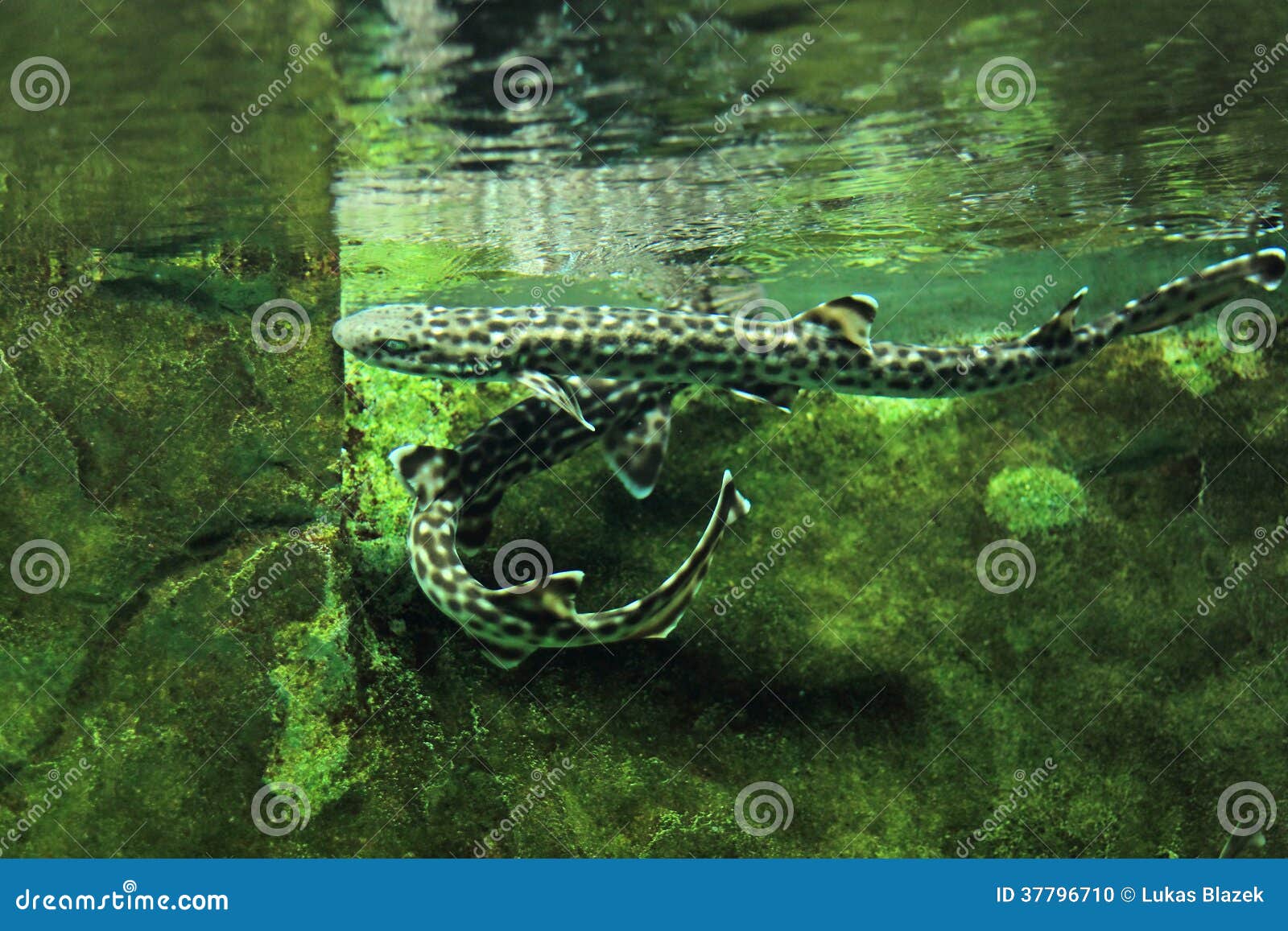 Coral catshark stock photo. Image of floating, animal - 37796710