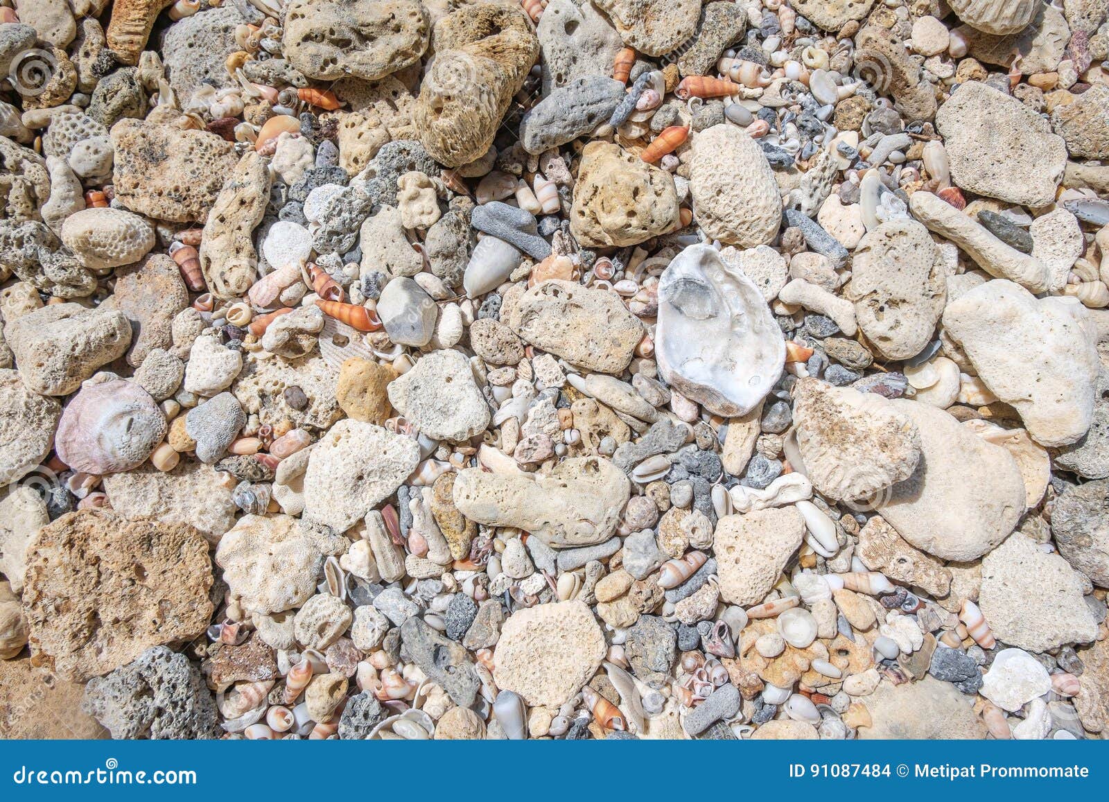 Coral Chips Stock Photos - Free & Royalty-Free Stock Photos from Dreamstime