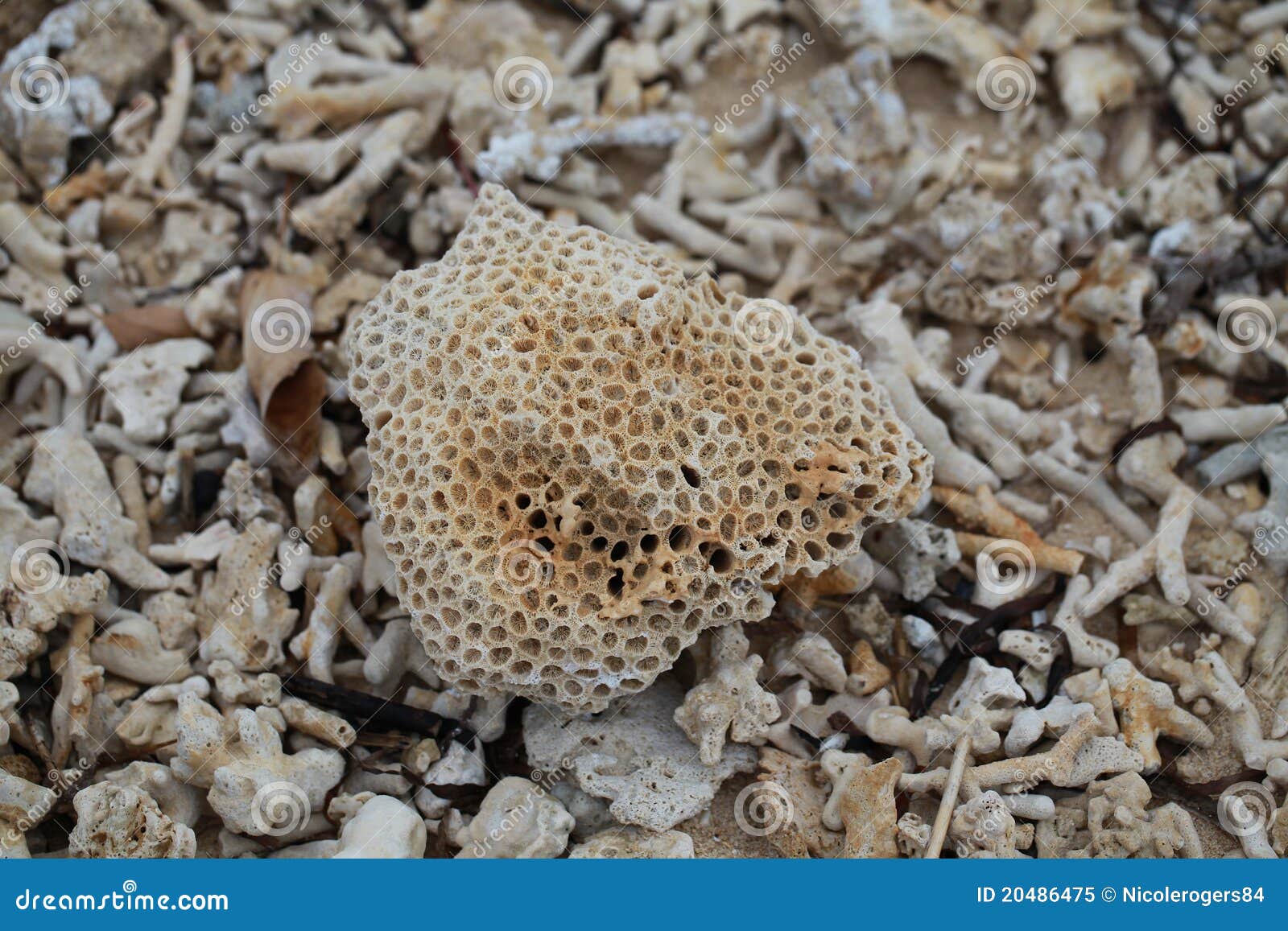 Coral chunk stock image. Image of beach, object, japan - 20486475