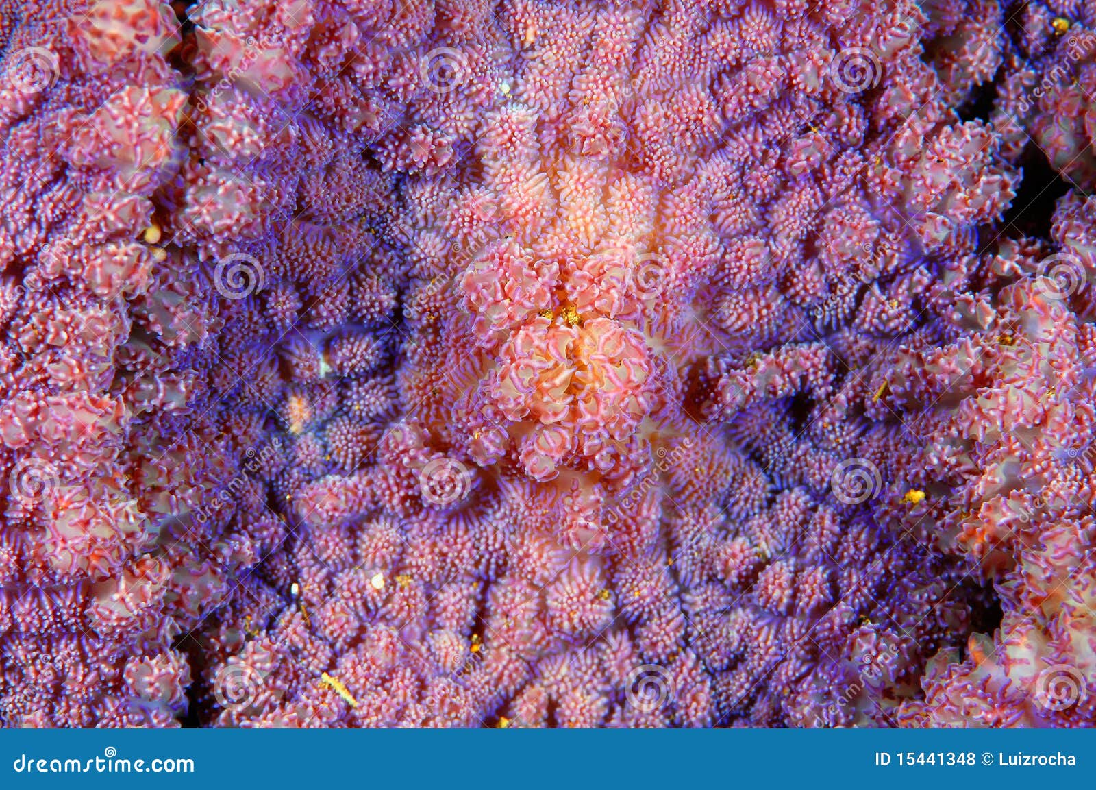 Coral close-up stock photo. Image of tropics, aquarium - 15441348