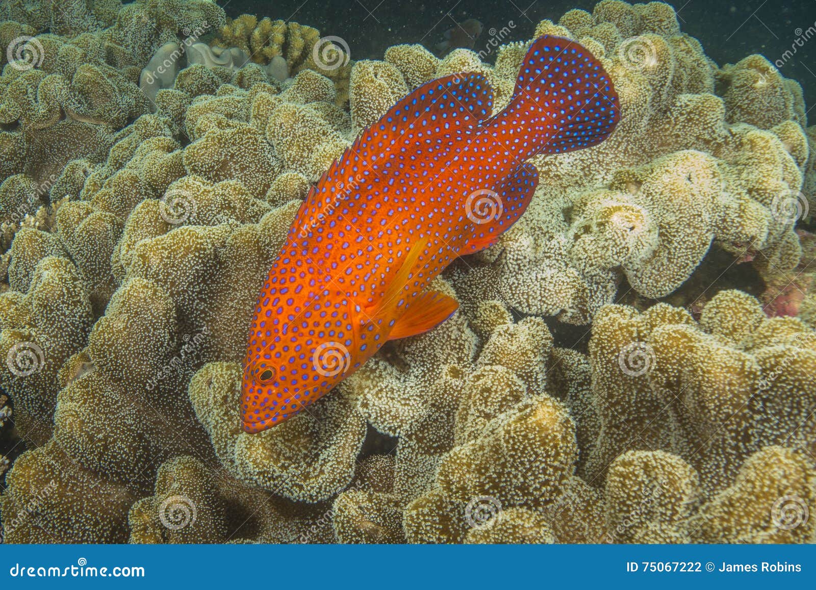 Coral Cod stock photo. Image of swimming, flap, blue - 75067222