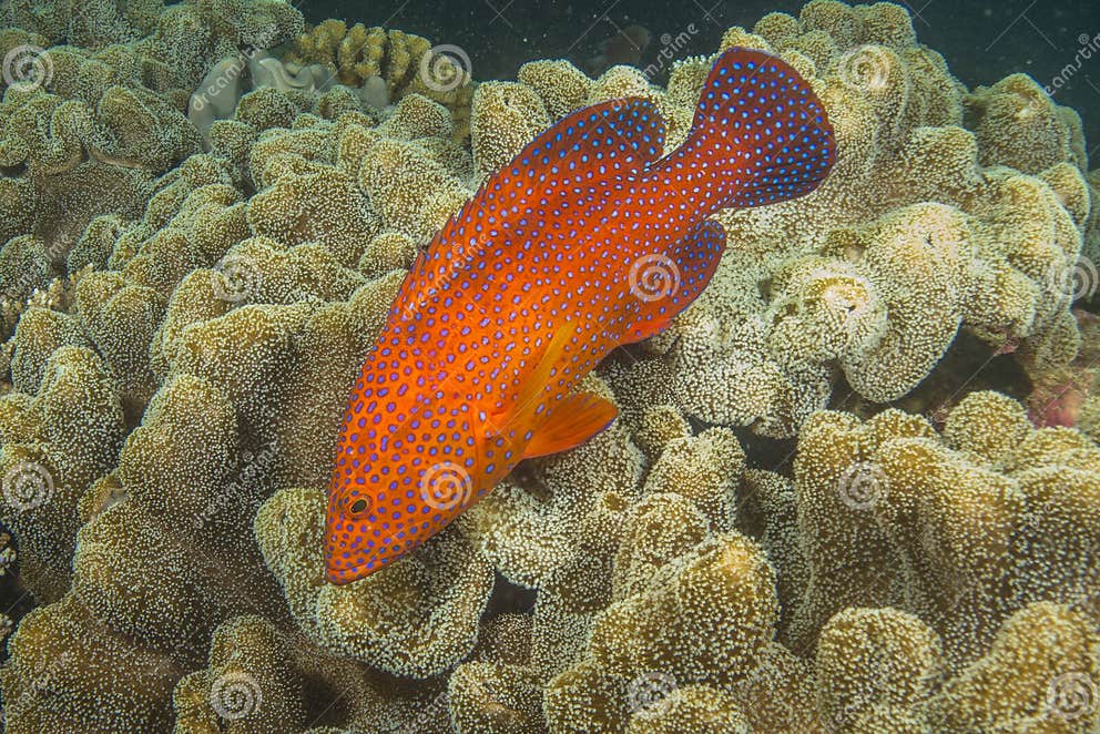 Coral Cod stock photo. Image of swimming, flap, blue - 75067222
