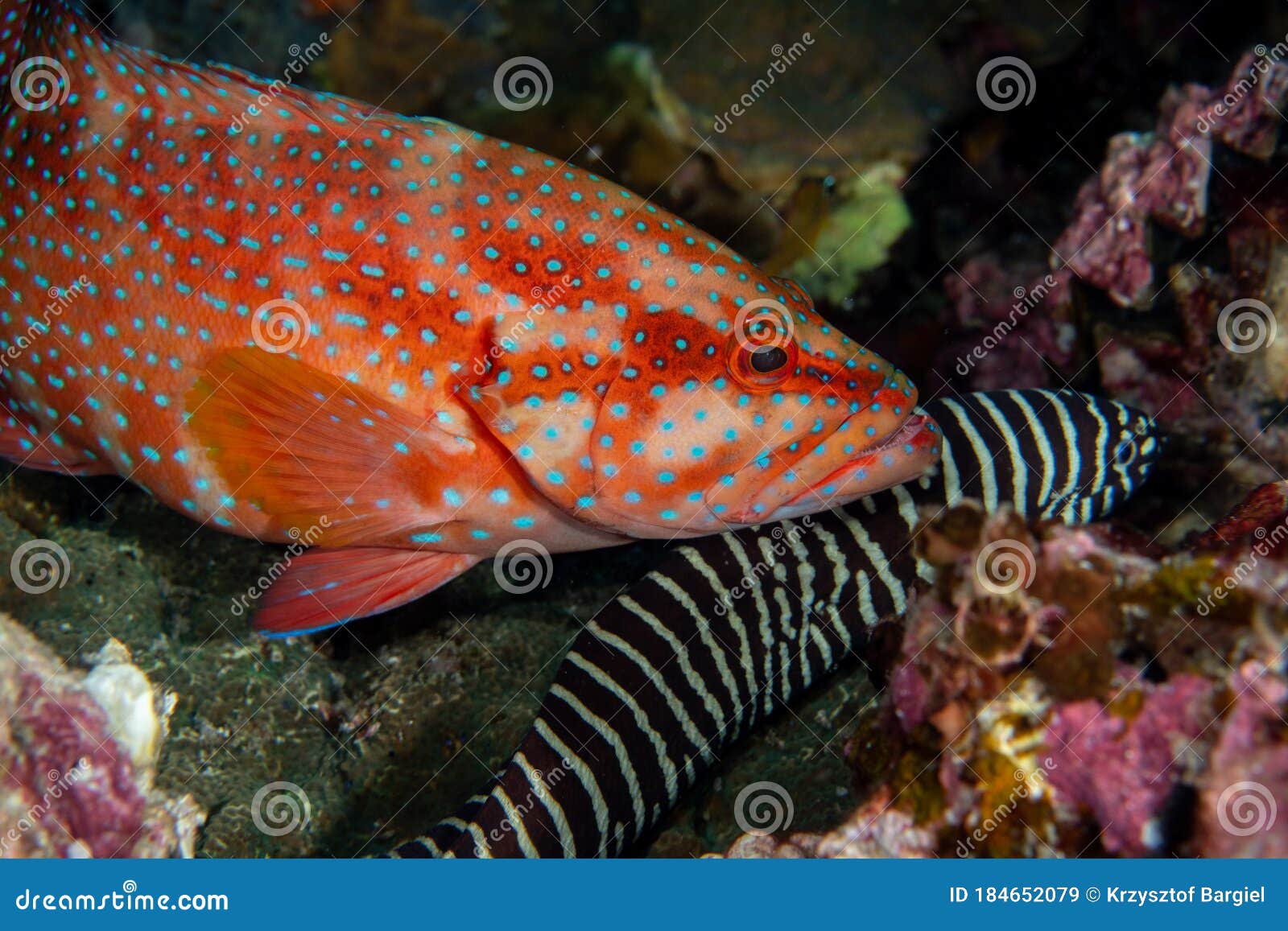 Coral Cod, Cephalopholis Miniata with Zebra Moray Eel Stock Image ...