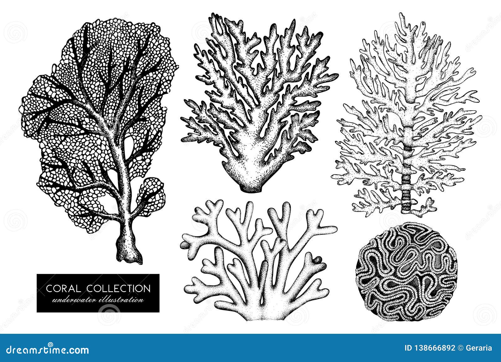 Vector Collection Of Hand Drawn Reef Corals Sketch.Vintage Set ...