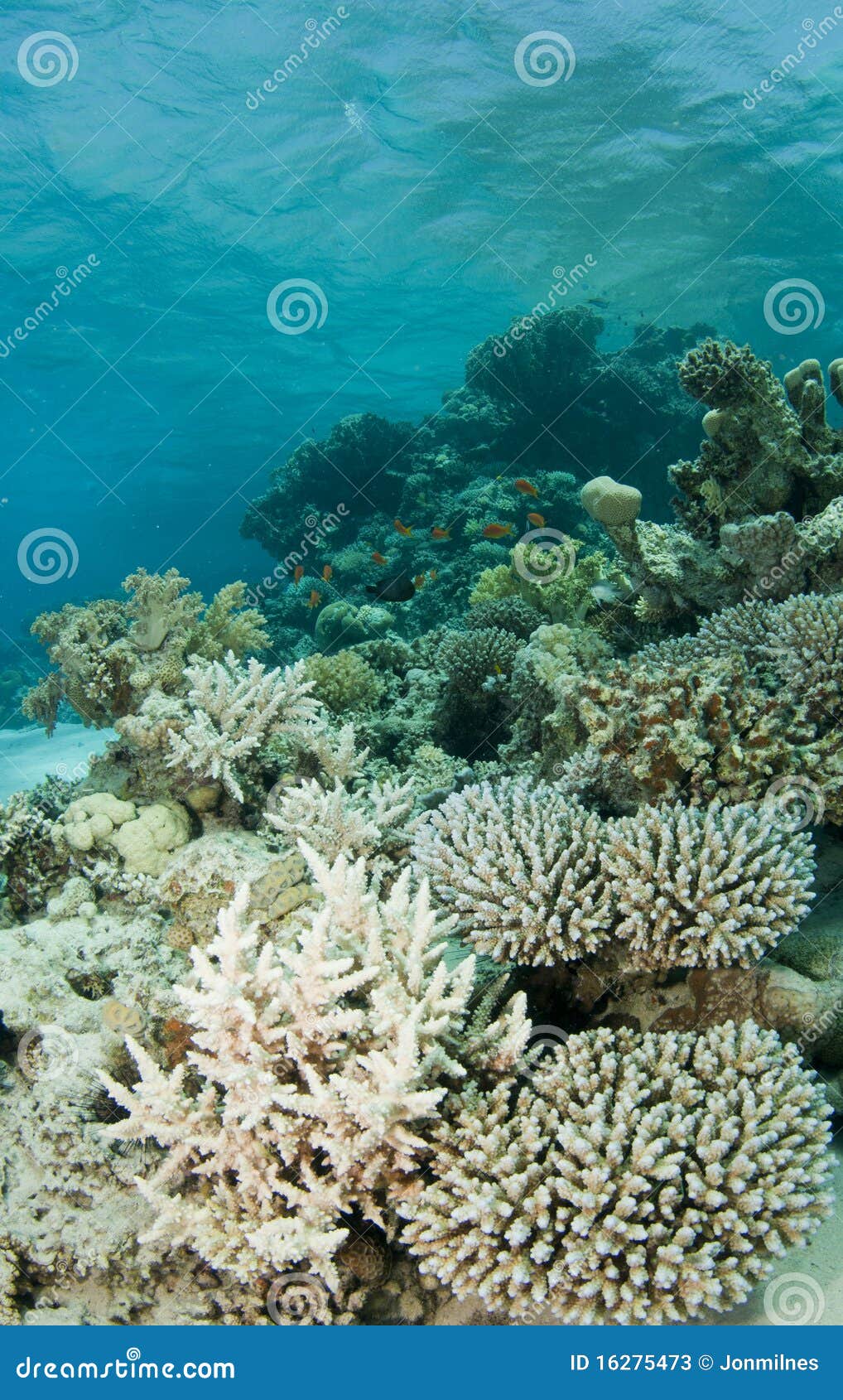 Coral colony stock image. Image of tropical, marine, reef - 16275473