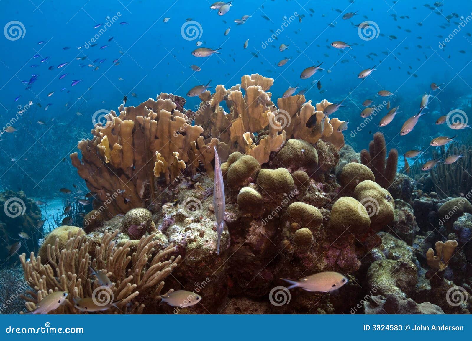 Coral colony stock photo. Image of scuba, diving, reef - 3824580