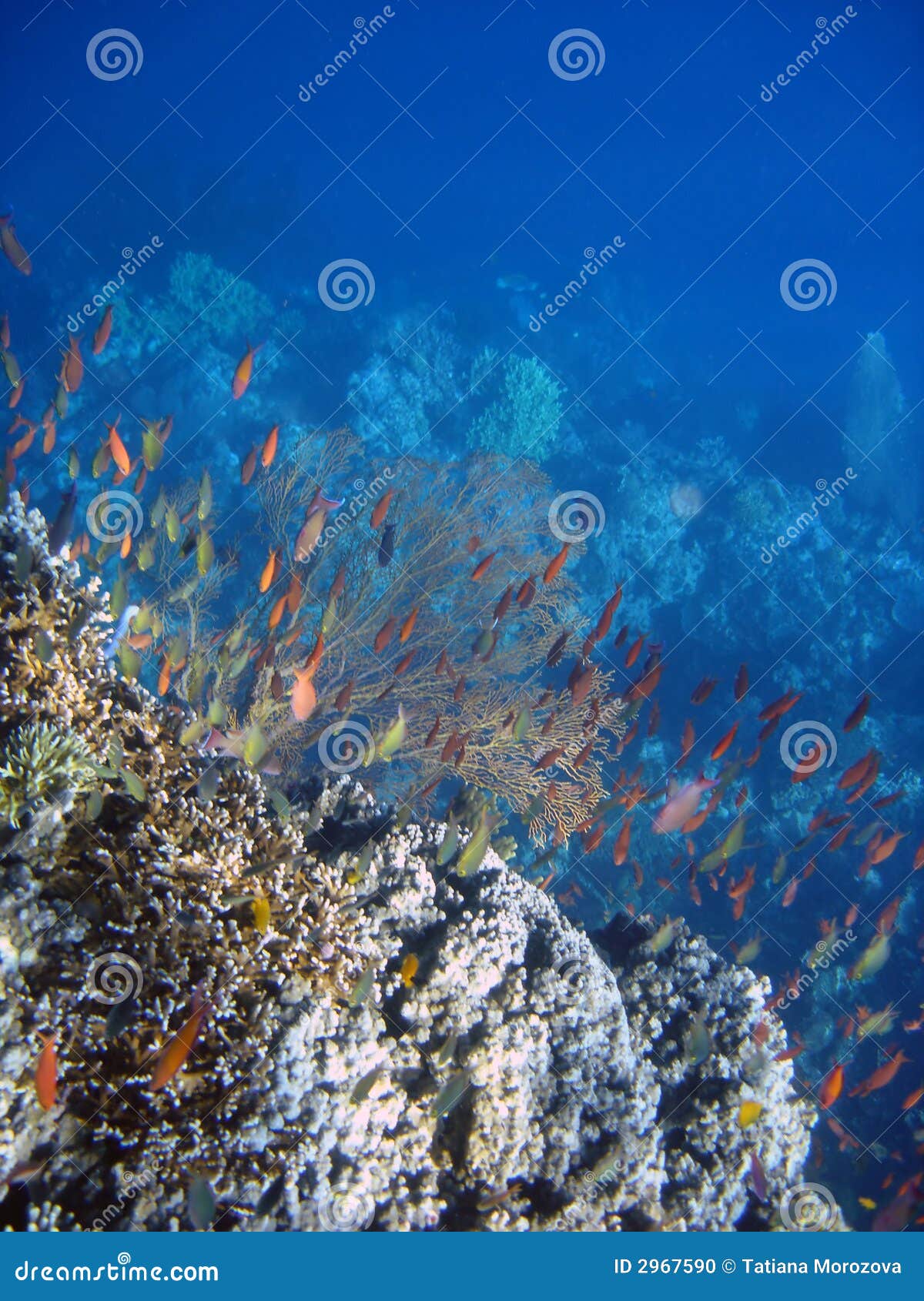 Coral Colony and Coral Fish. Stock Photo - Image of indonesia, diver ...