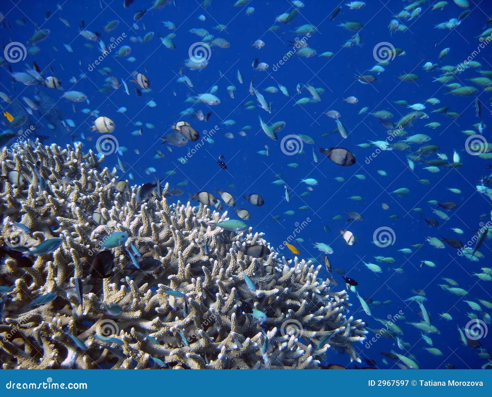 Coral Colony and Coral Fish. Stock Image - Image of menjangan, aquarium ...