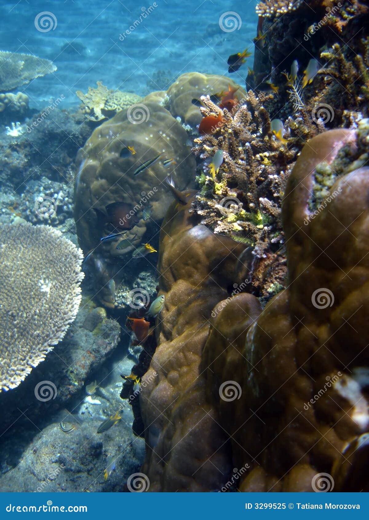 Coral Colony and Coral Fish. Stock Image - Image of blue, exotic: 3299525