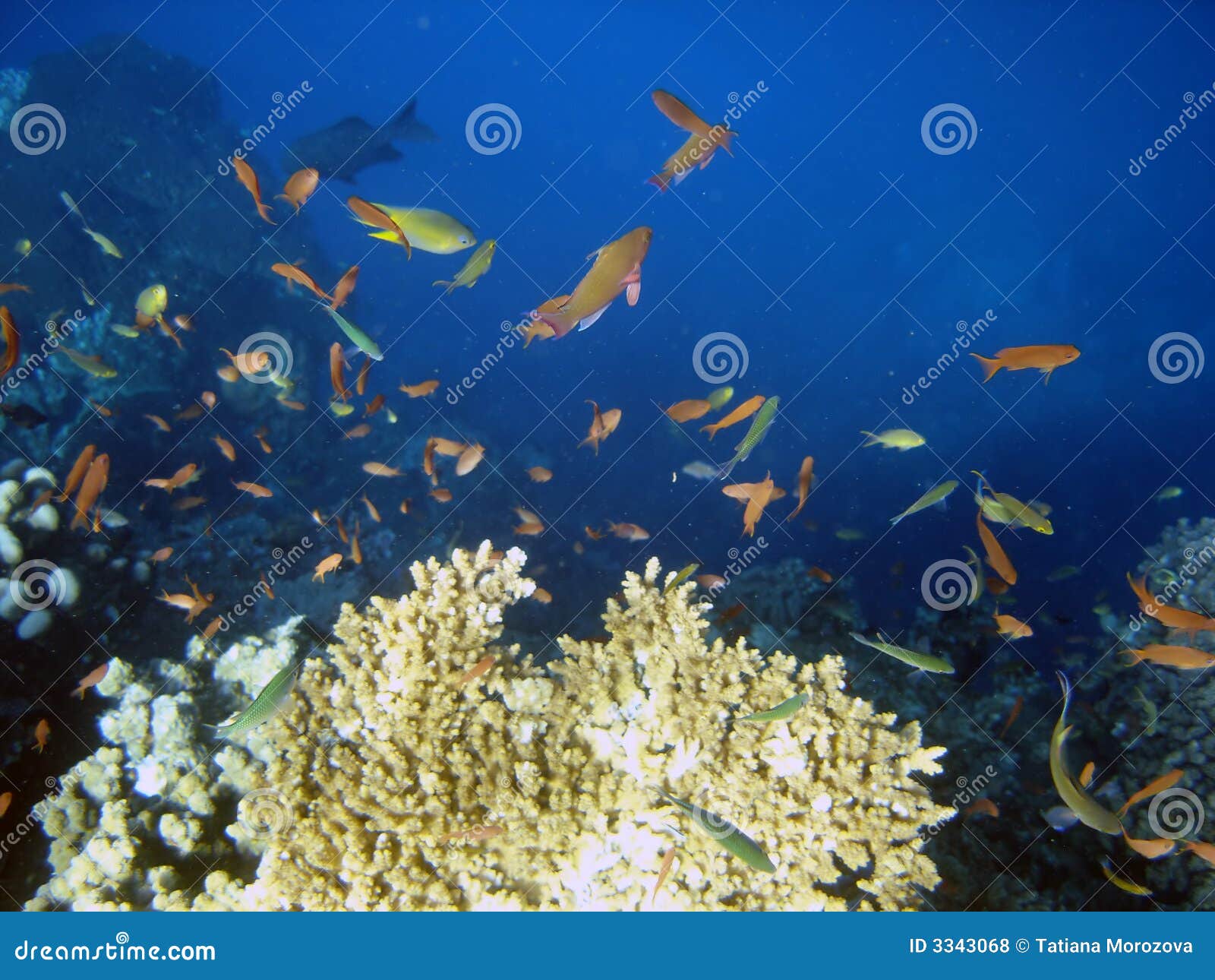 Coral Colony and Coral Fish. Stock Photo - Image of hobby, menjangan ...
