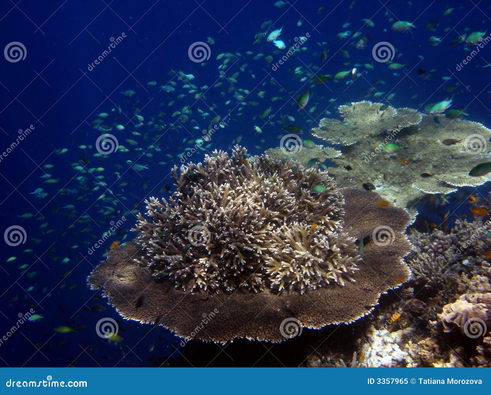 Coral Colony and Coral Fish. Stock Image - Image of garden, aqua: 3357965