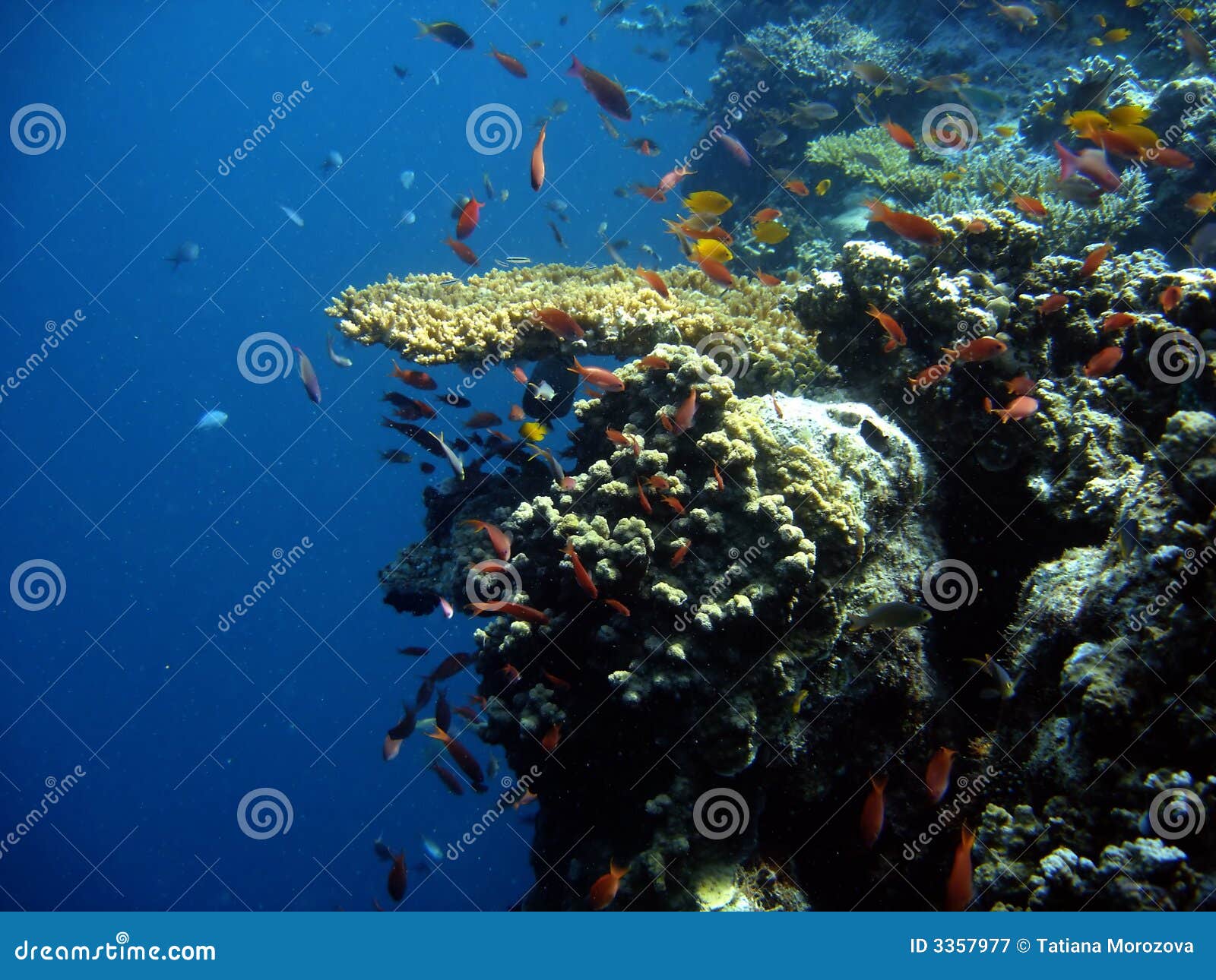 Coral Colony and Coral Fish. Stock Image - Image of aquarium, reef: 3357977
