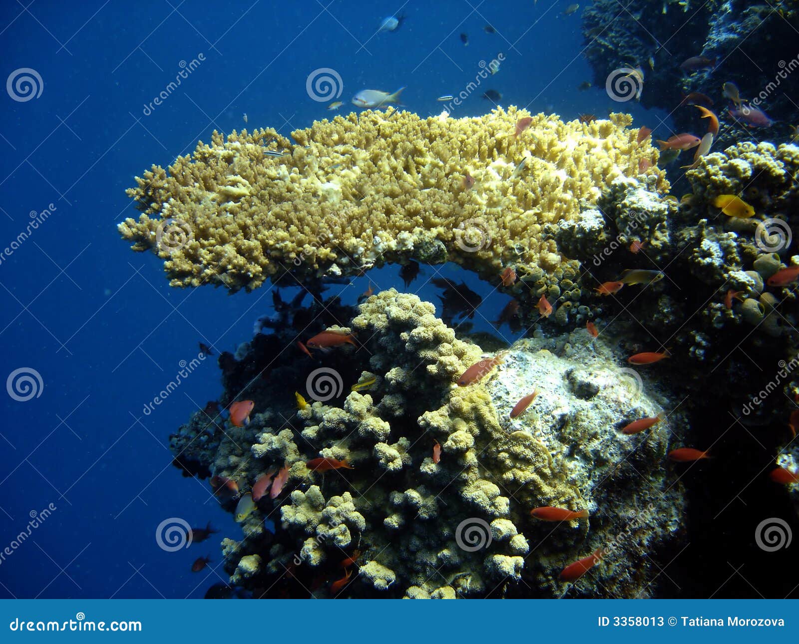 Coral Colony and Coral Fish. Stock Image - Image of reef, recreation ...