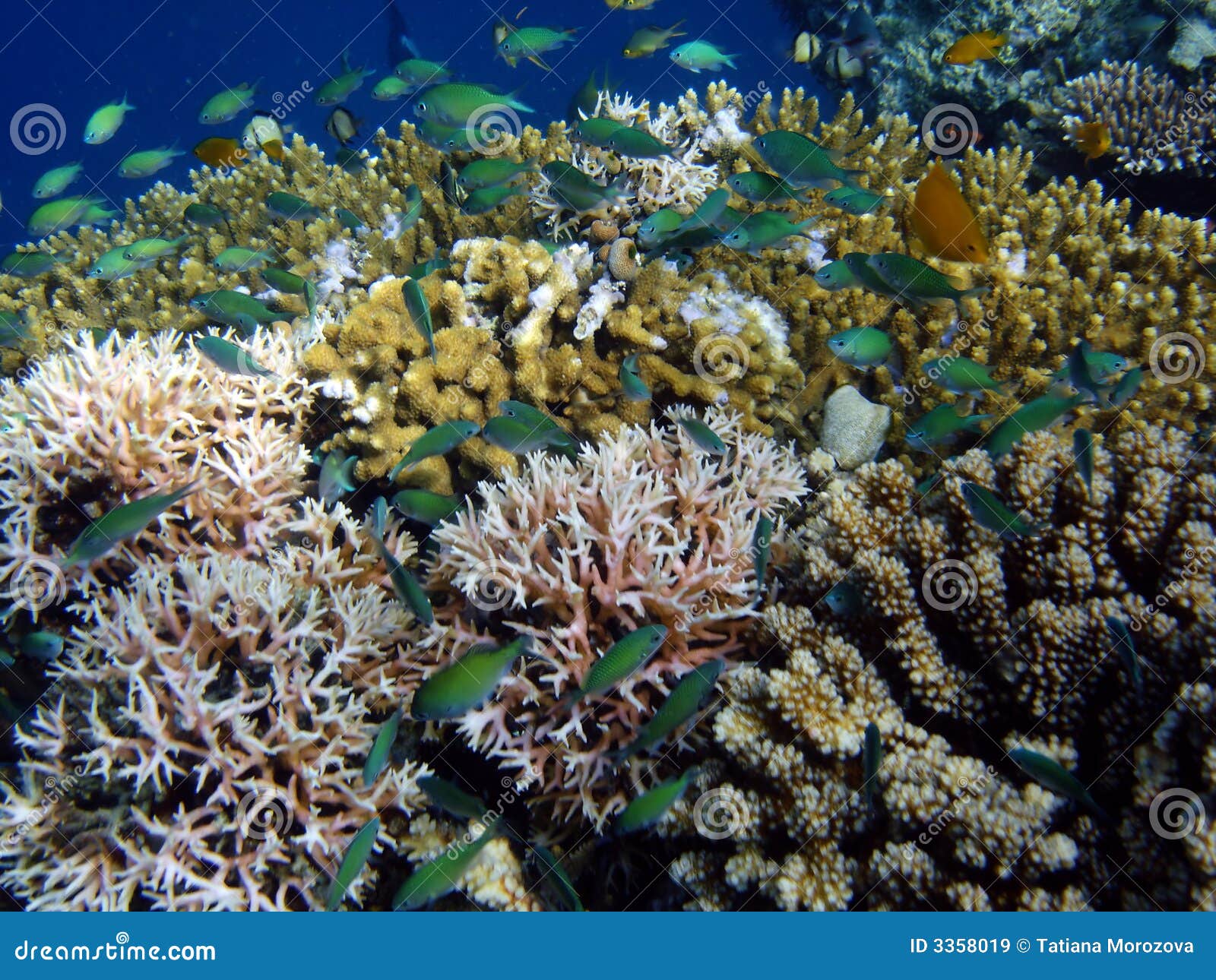 Coral Colony and Coral Fish. Stock Image - Image of egypt, garden: 3358019