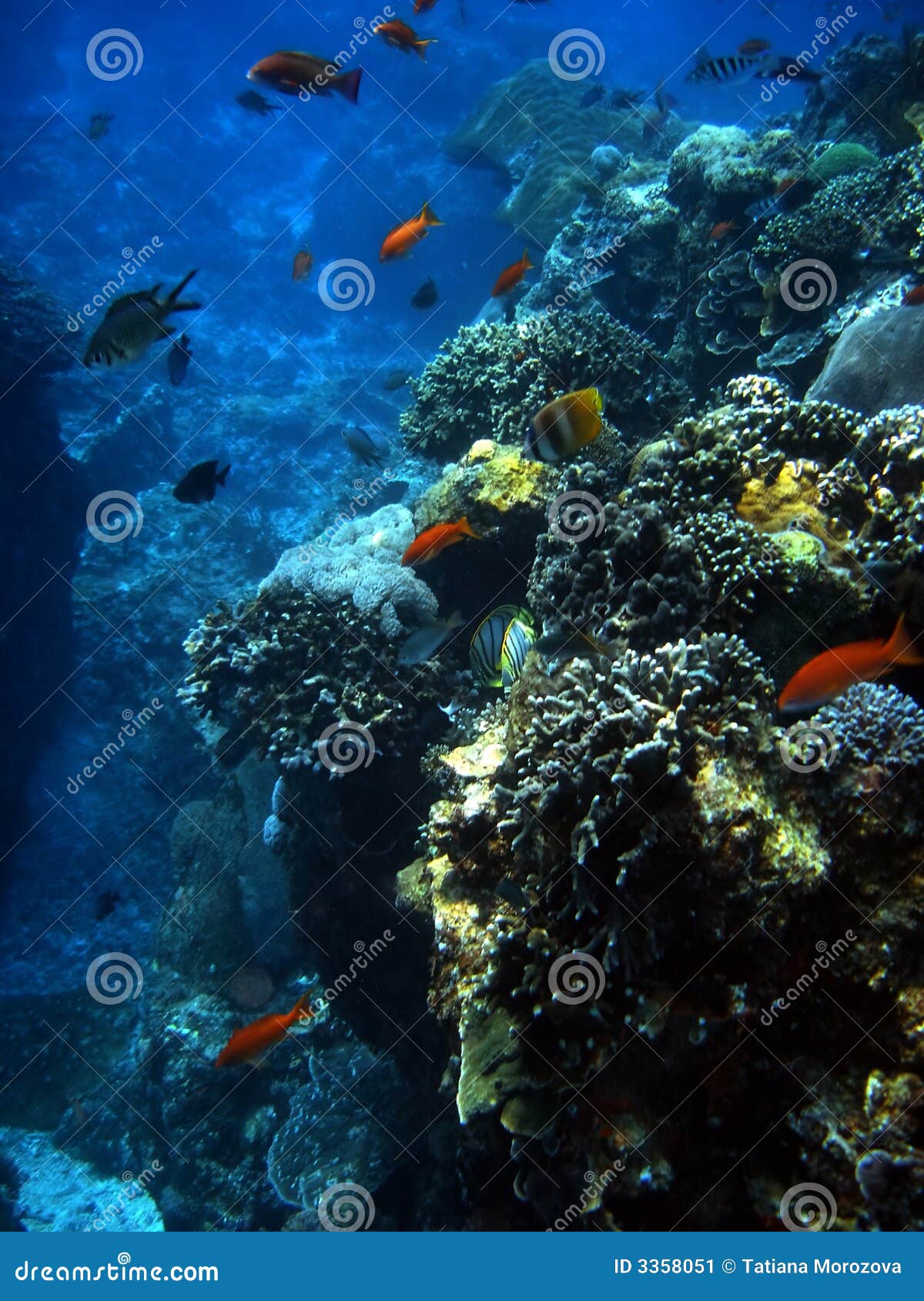 Coral Colony and Coral Fish. Stock Image - Image of deep, aqualung: 3358051