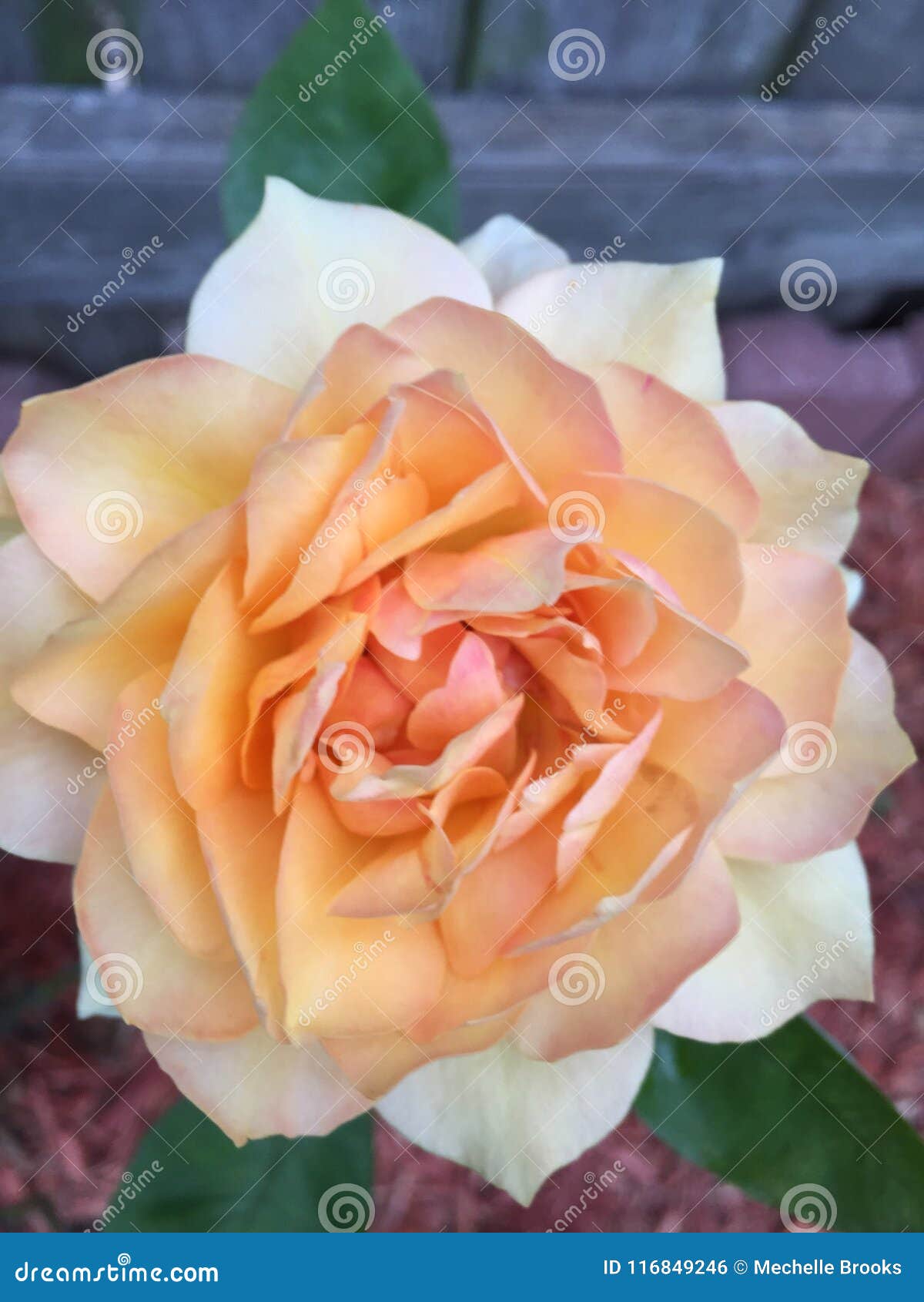 Coral colored rose stock photo. Image of spring, sunshine - 116849246