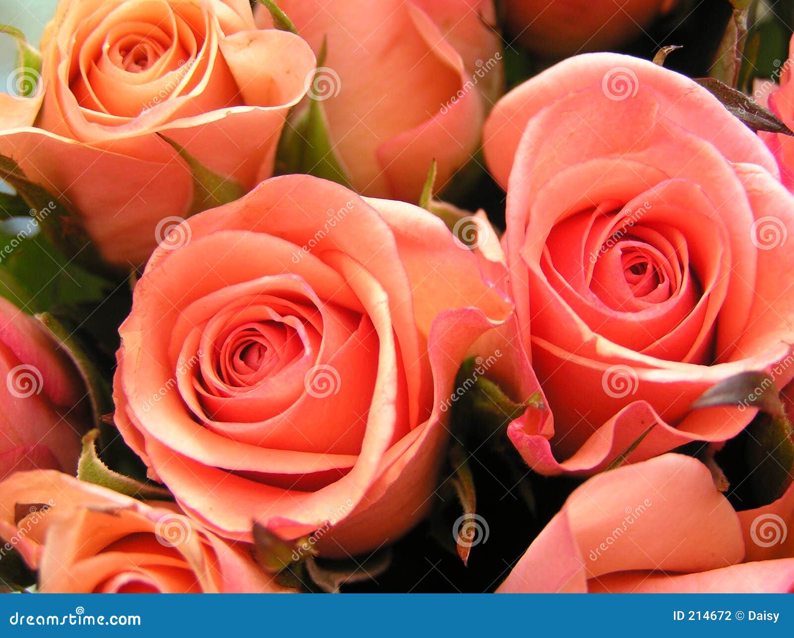 Coral colored roses stock photo. Image of poster, postcard - 214672