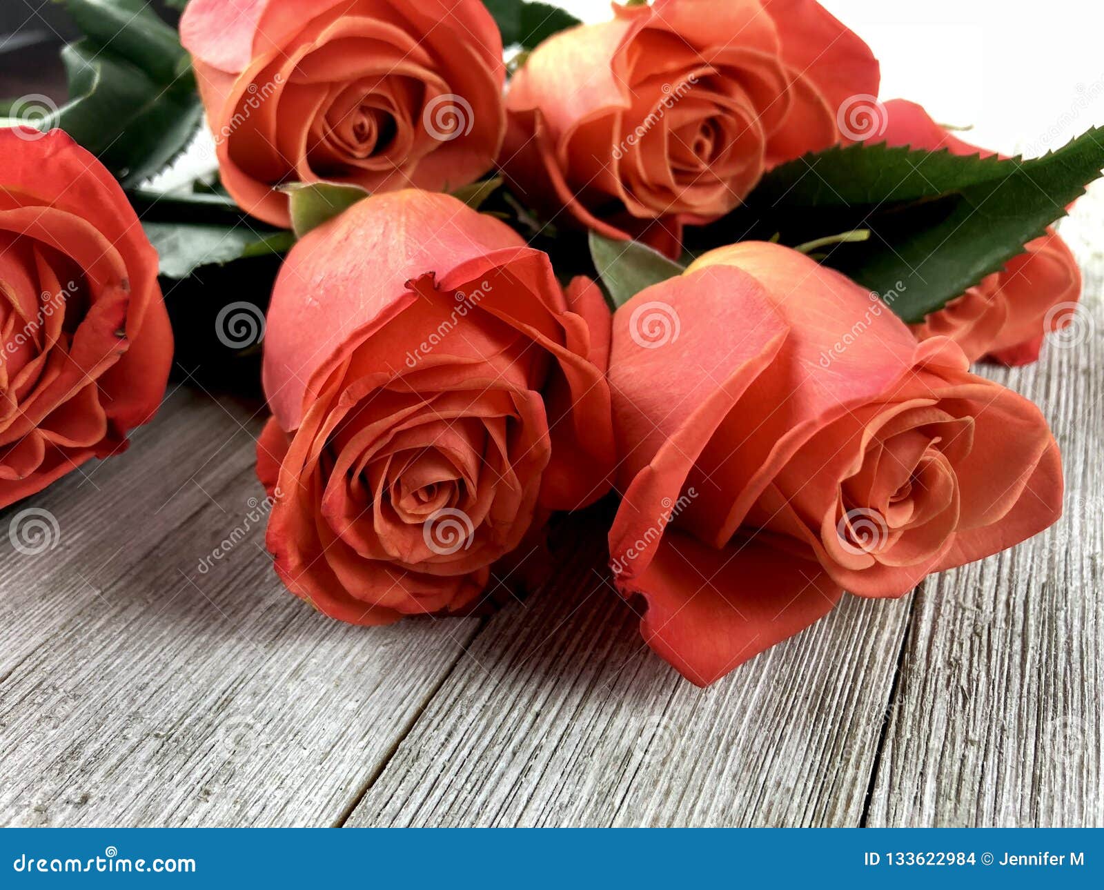 Coral colored roses stock photo. Image of orange, floral - 133622984