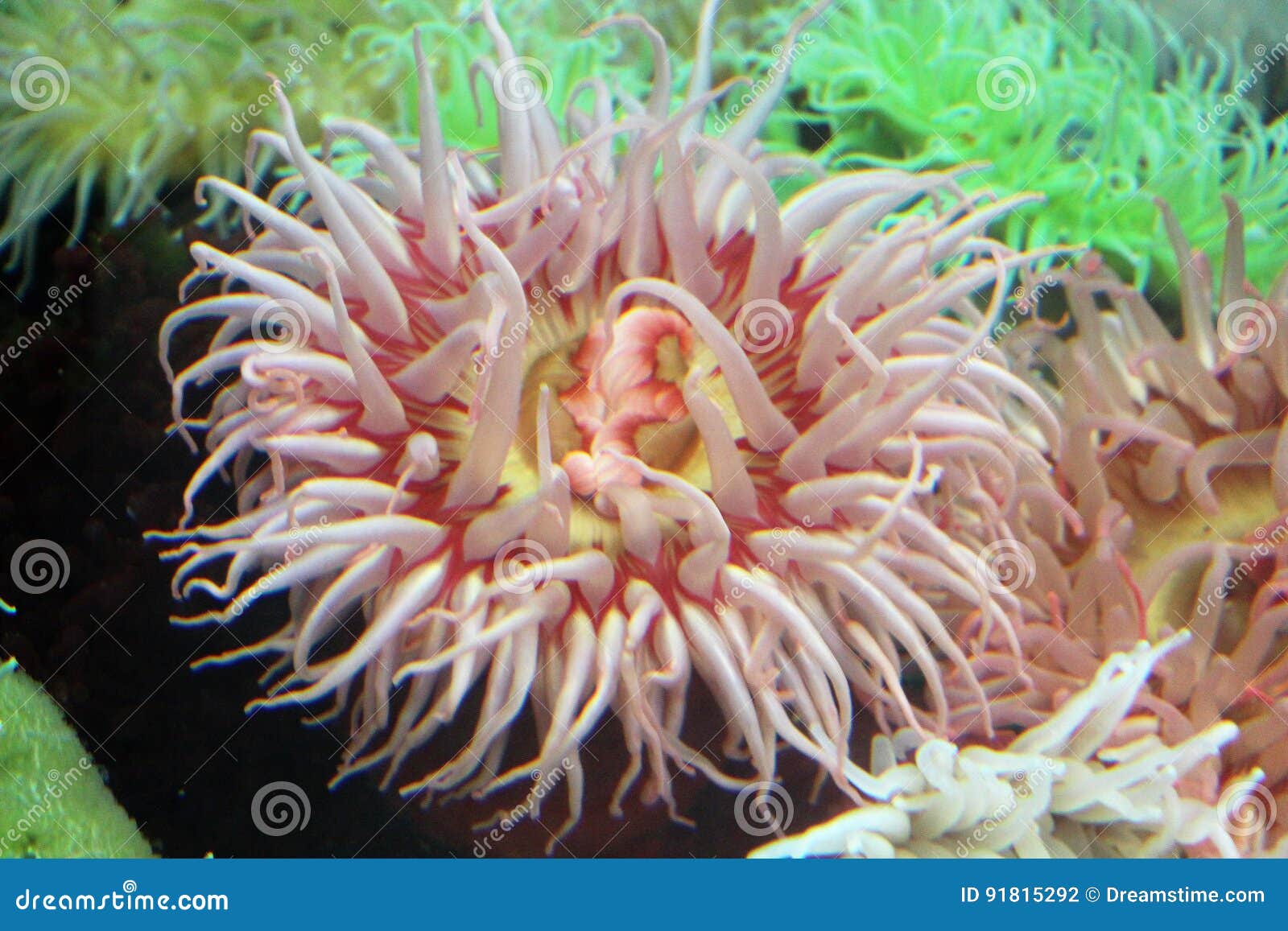 Coral Cores Stock Photos - Free & Royalty-Free Stock Photos from Dreamstime