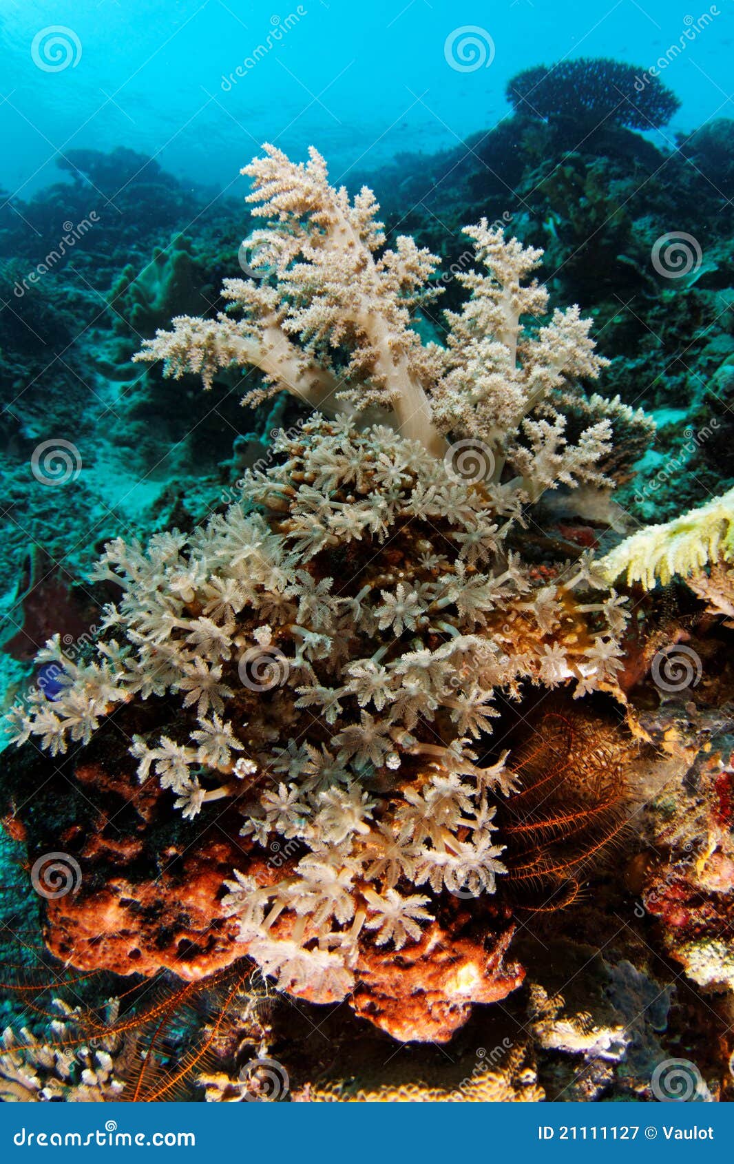 Coral composition stock image. Image of nature, life - 21111127