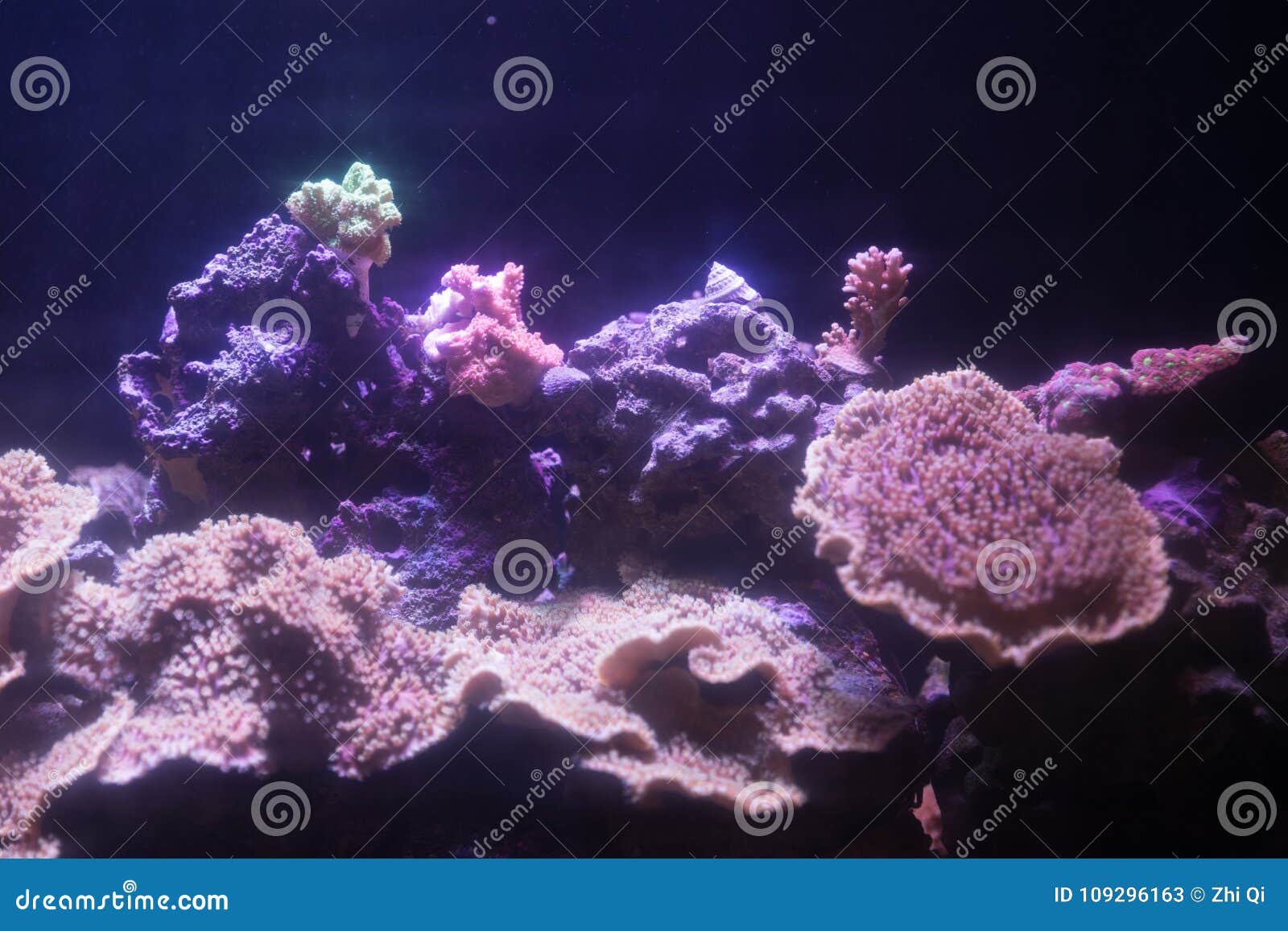 Coral Cor-de-rosa Do Sps De Stylophora Imagem de Stock - Imagem de ...